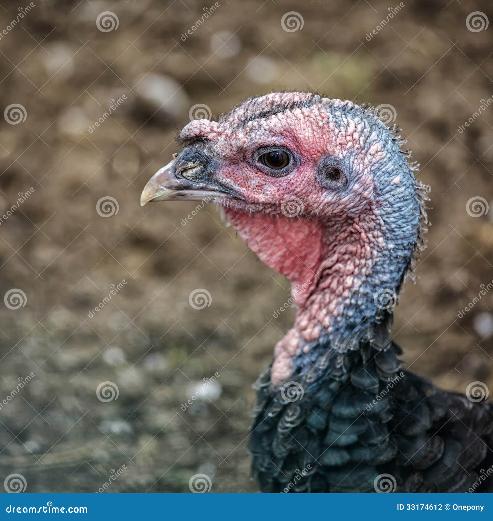 Barnyard Turkey stock photo. Image of livestock, harvest - 33174612