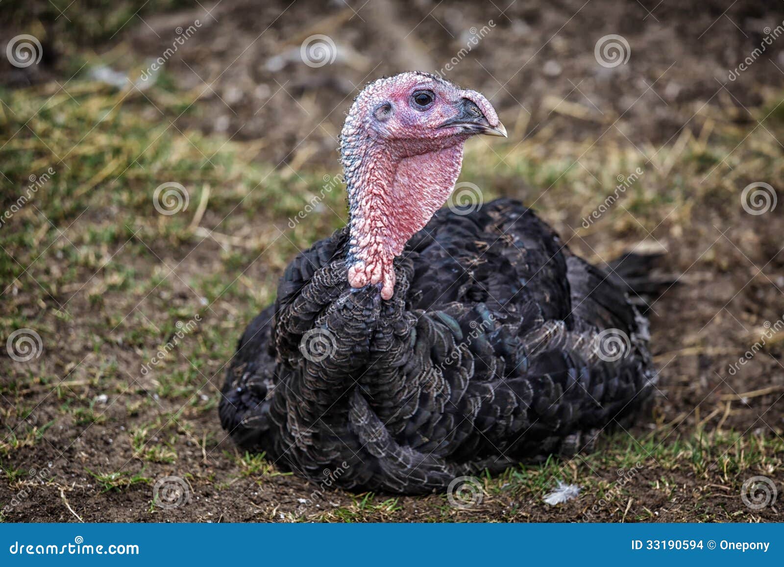 Barnyard Turkey stock photo. Image of domestic, barnyard - 33190594