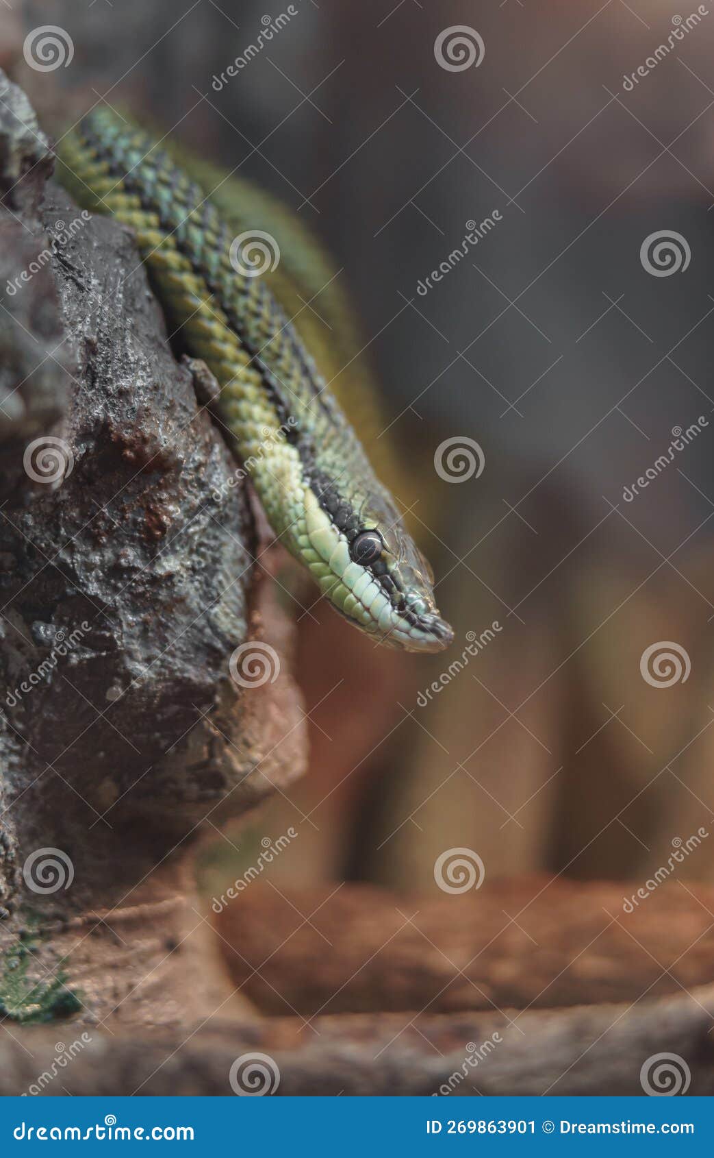 Barons Green Racer Philodryas Baroni, Langnasen-Strauchnatte Royalty ...