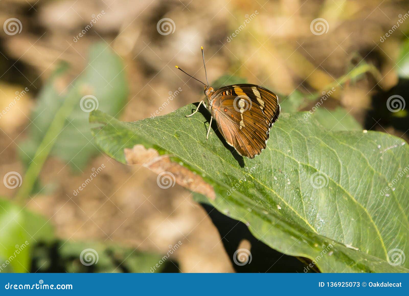 Baronet Butterfly Con Las Alas Dobladas Imagen de archivo - Imagen de ...