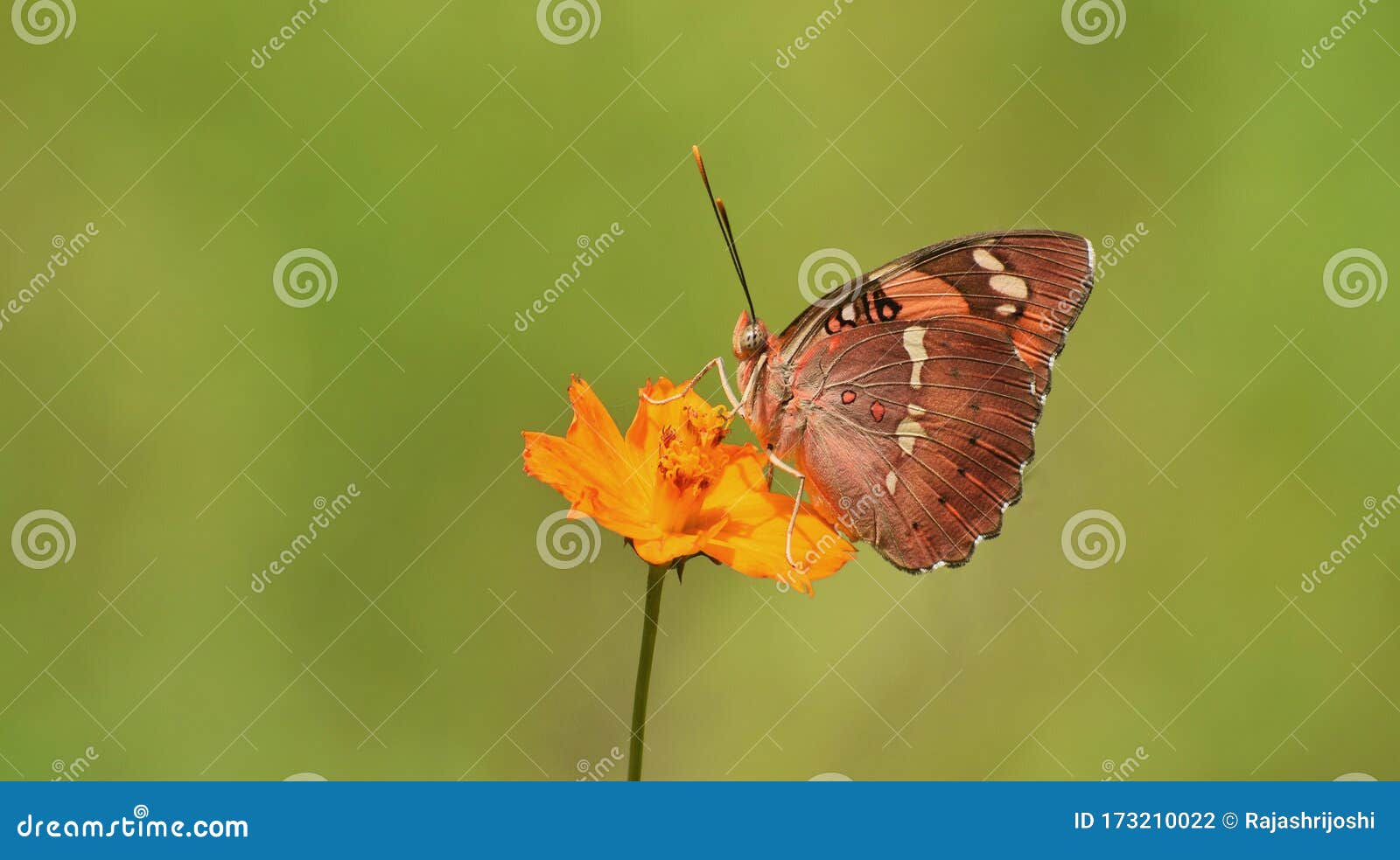 Baronet Butterfly on a Flower Stock Photo - Image of green, butterfly ...