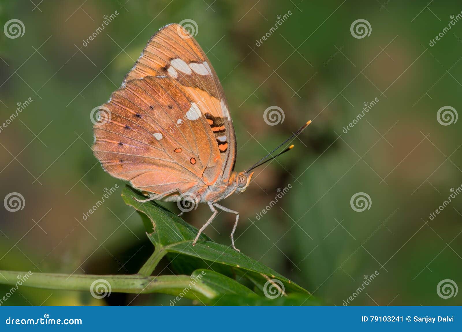 Baronet Butterfly stock image. Image of pieridae, hecabe - 79103241