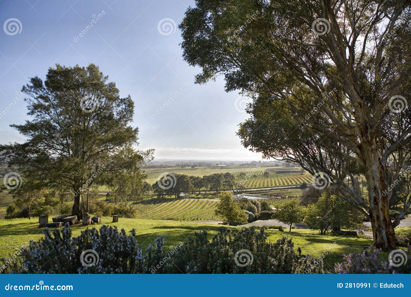 The Barossa Valley stock image. Image of growing, landscape - 2810991