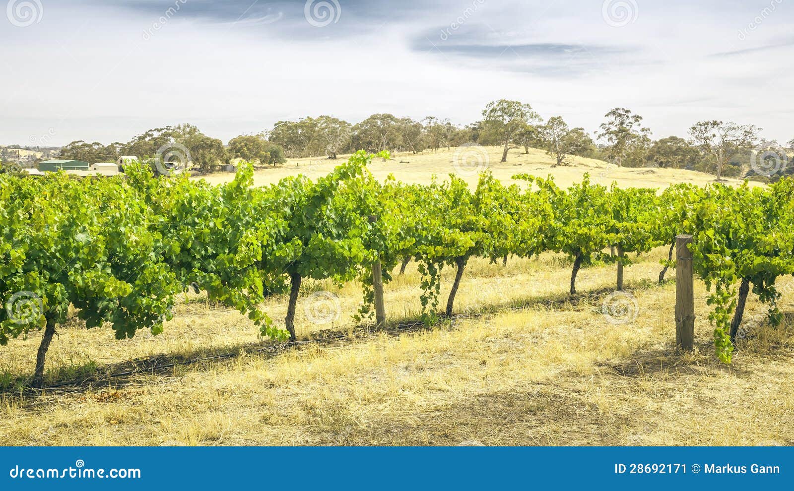 Barossa Valley stock image. Image of grass, field, fresh - 28692171