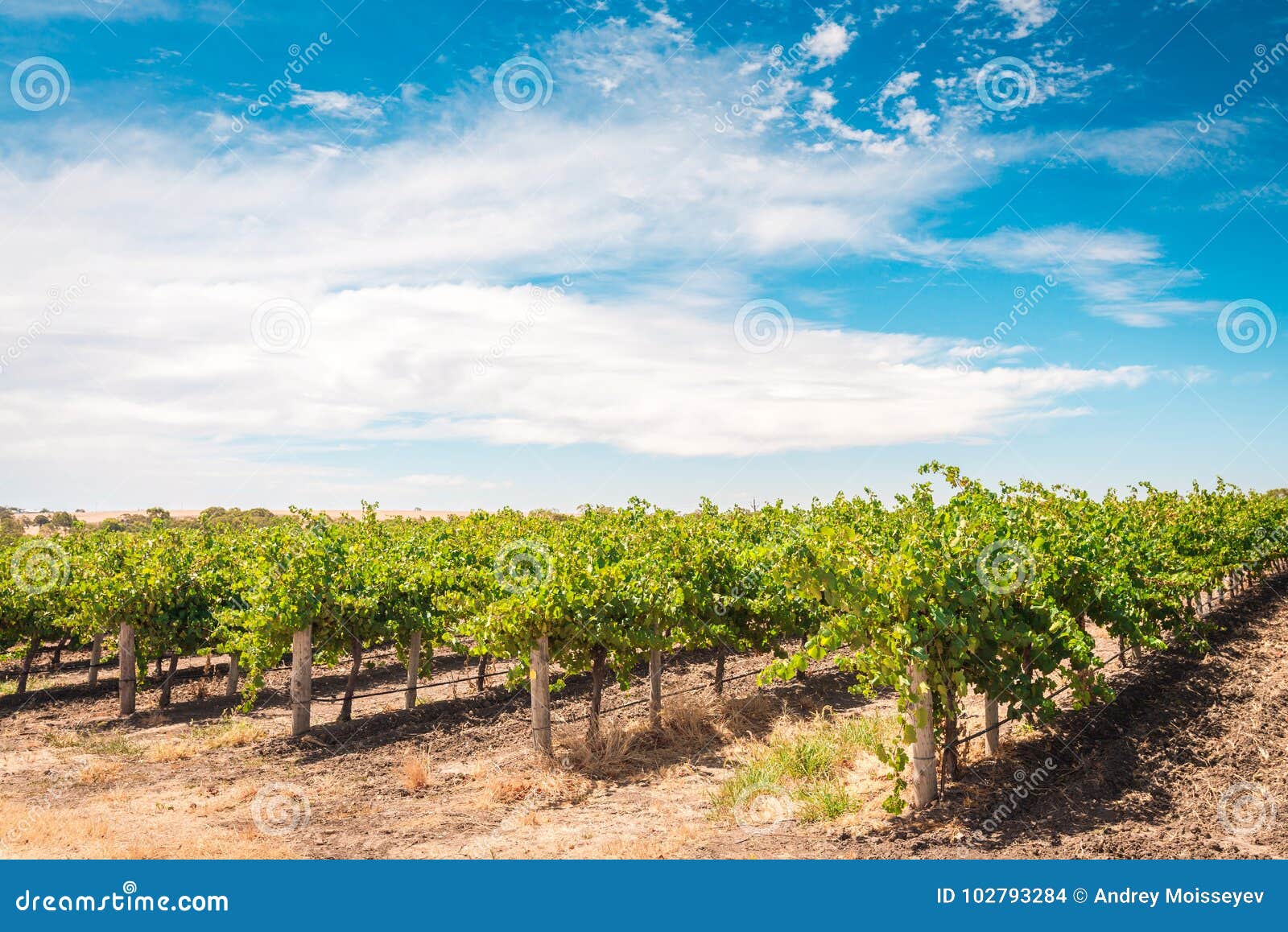 Barossa valley grapevines stock photo. Image of clolour - 102793284