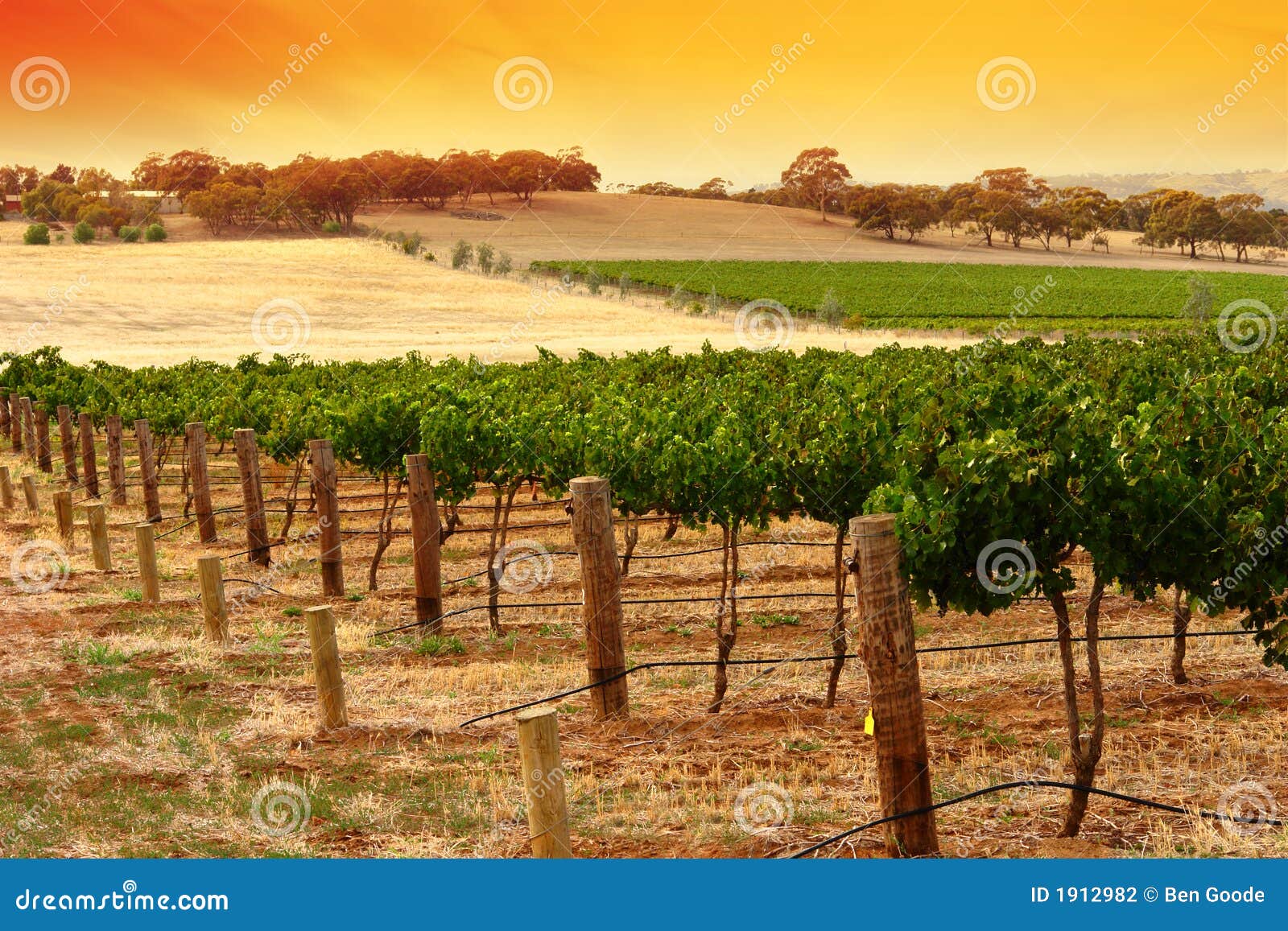 Barossa Vineyard Sunset stock photo. Image of dawn, shiraz - 1912982