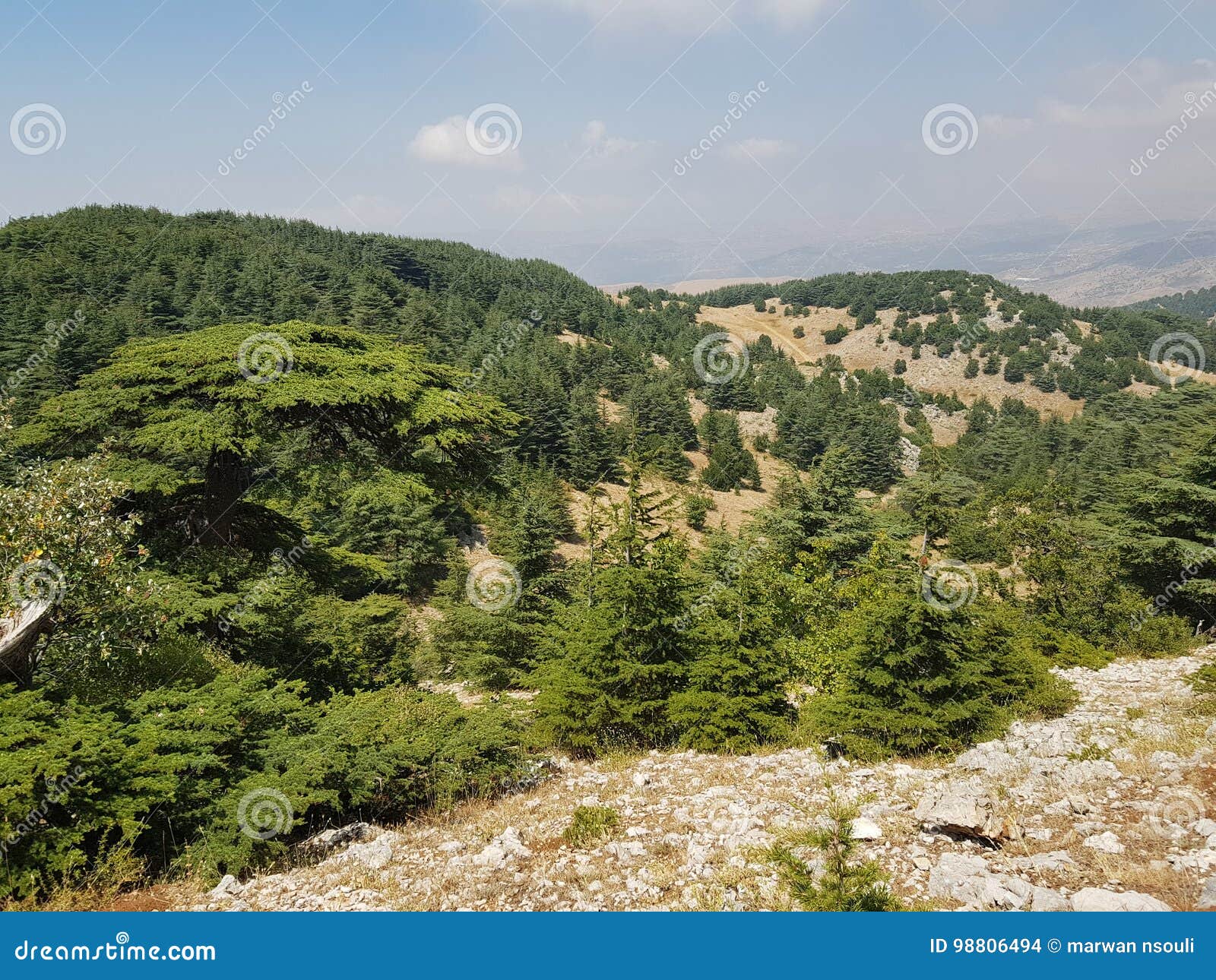 Barouk stock photo. Image of barouk, arze, beautiful - 98806494