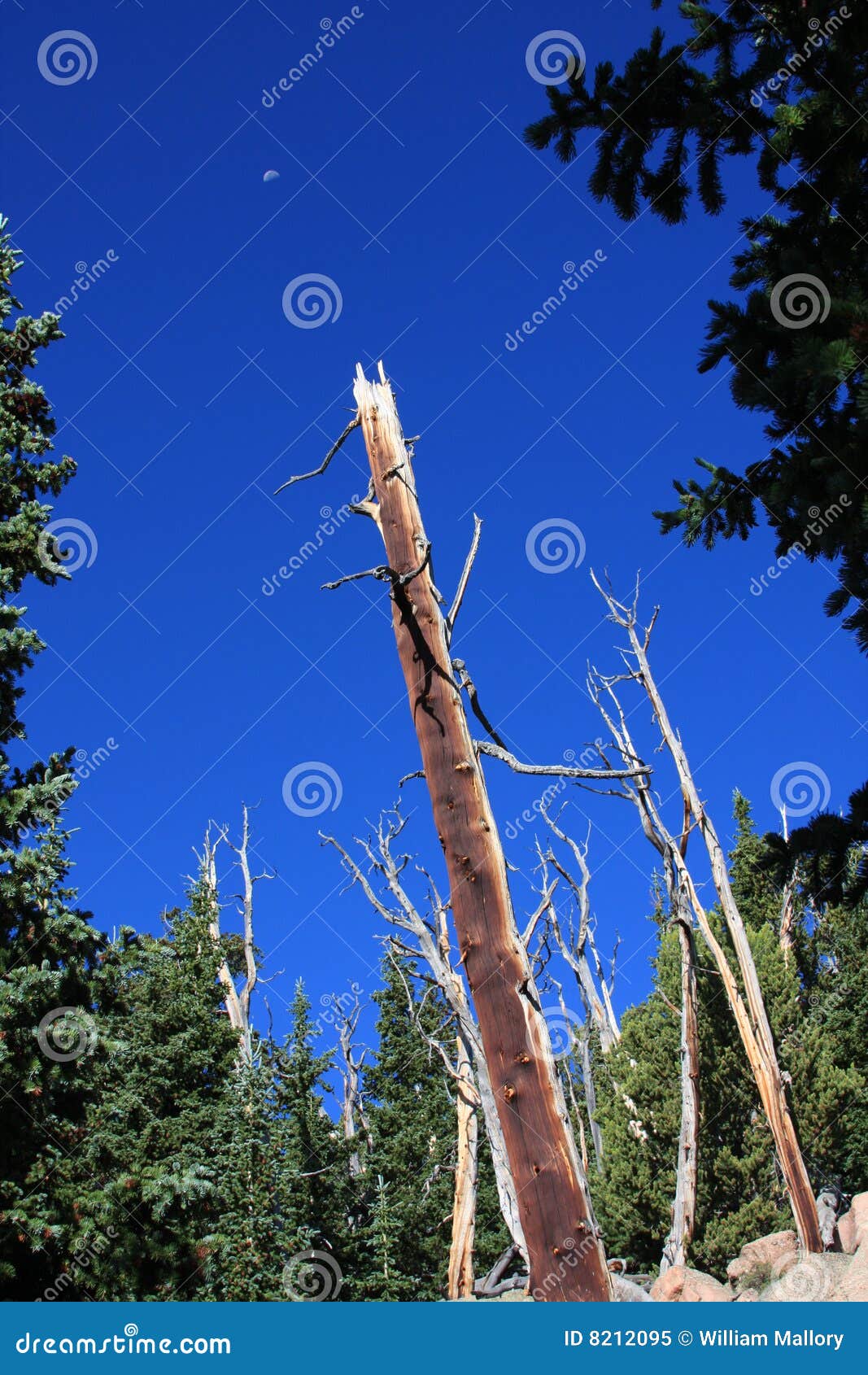 Barr Trail, Pikes Peak stock image. Image of grass, trails - 8212095