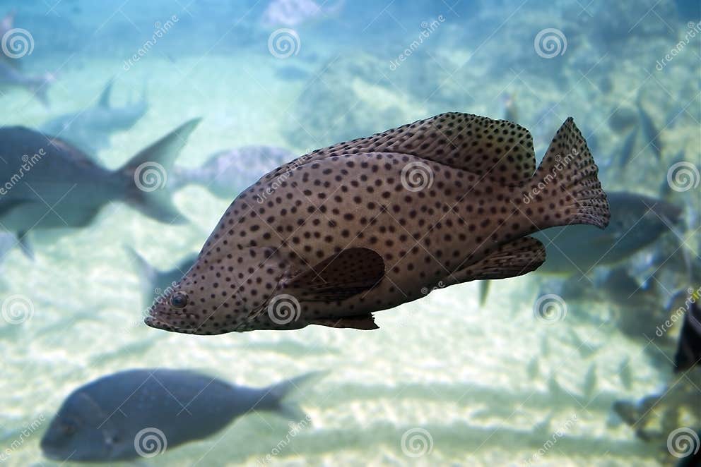 BarraCod stock photo. Image of snorkel, fish, underwater - 1498744