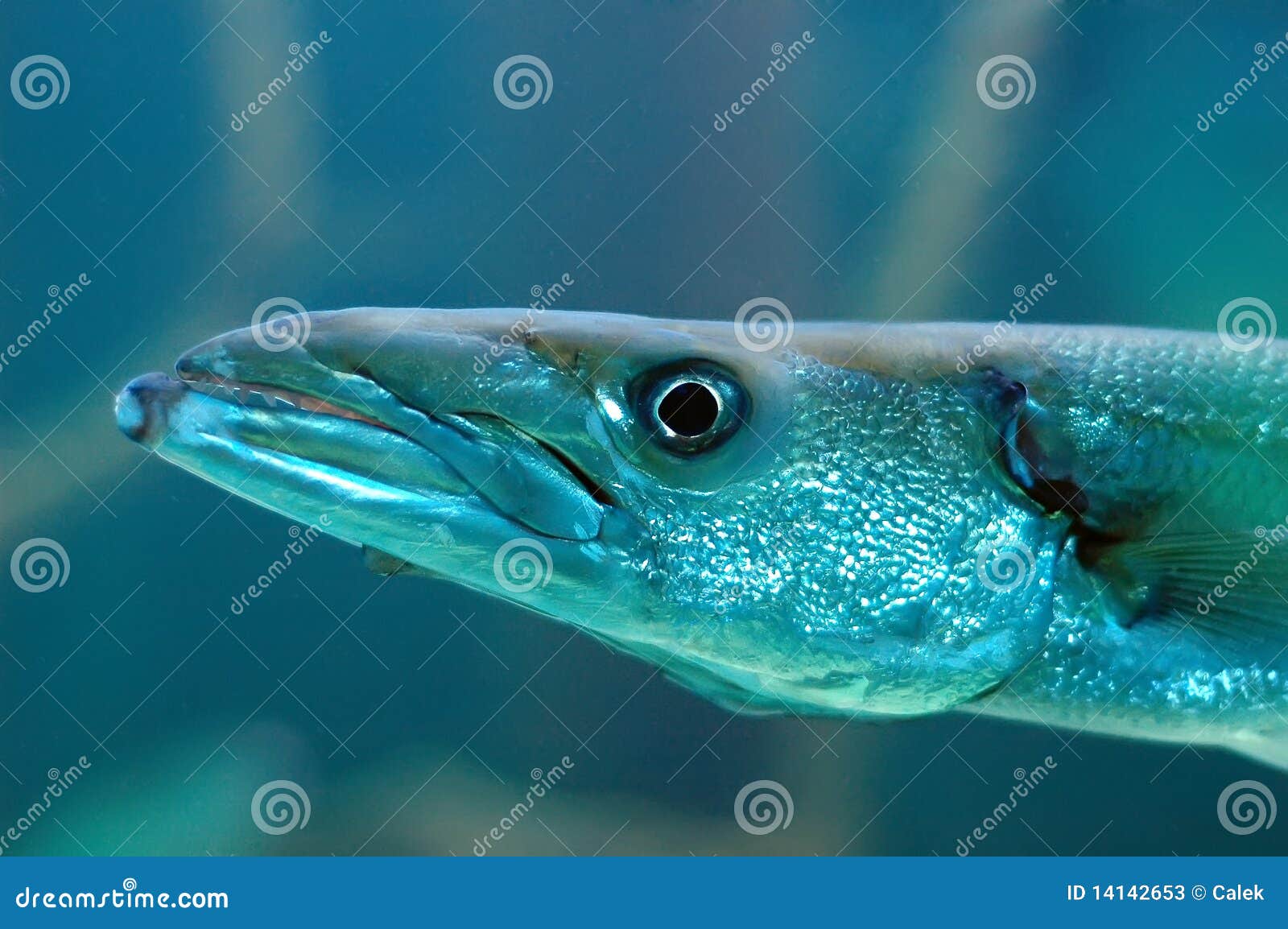 Barracuda stock image. Image of scuba, world, dive, fish - 14142653