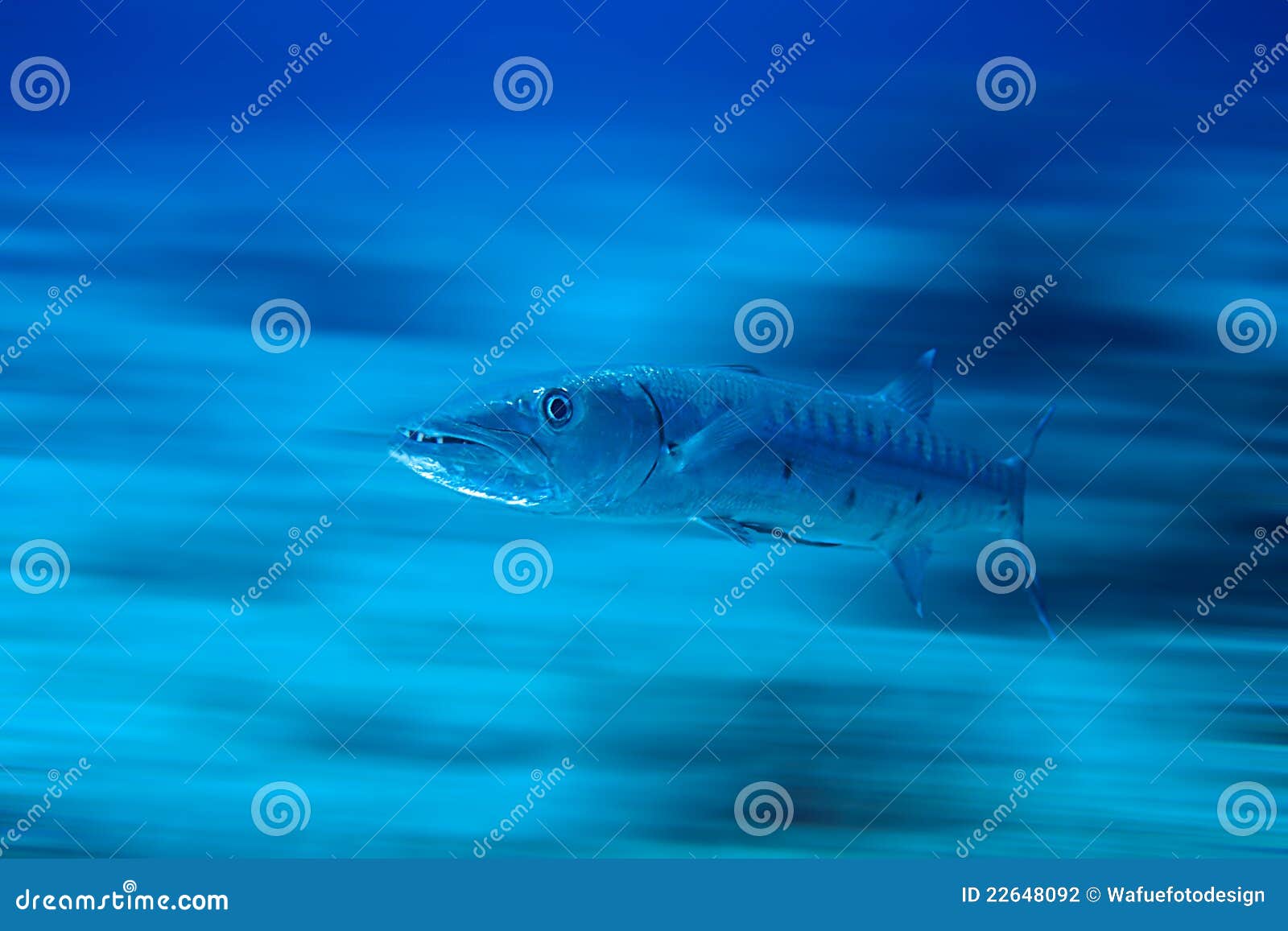 Barracuda stock photo. Image of fish, fast, animal, predator - 22648092
