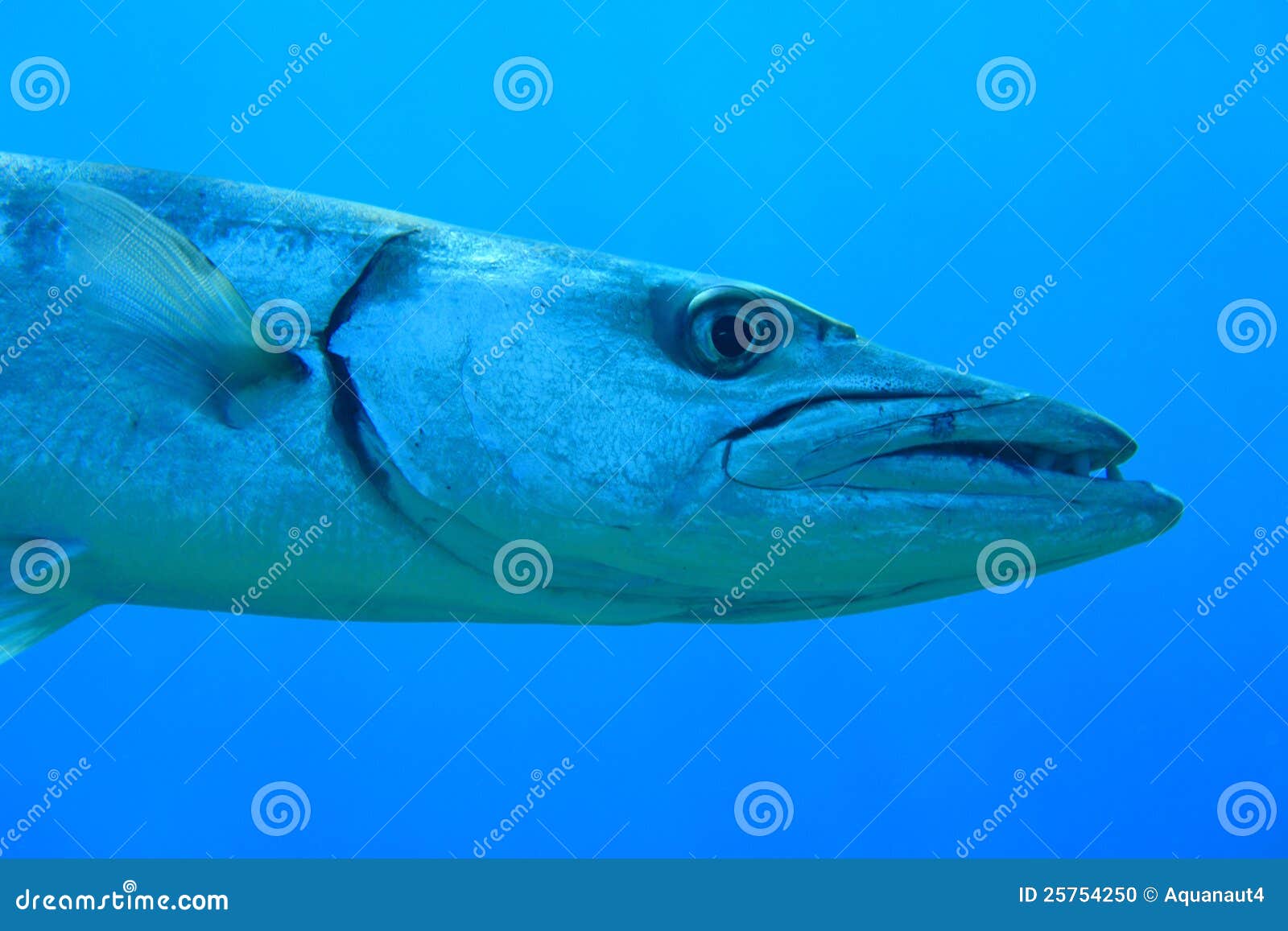 Barracuda stock photo. Image of danger, blue, maldives - 25754250