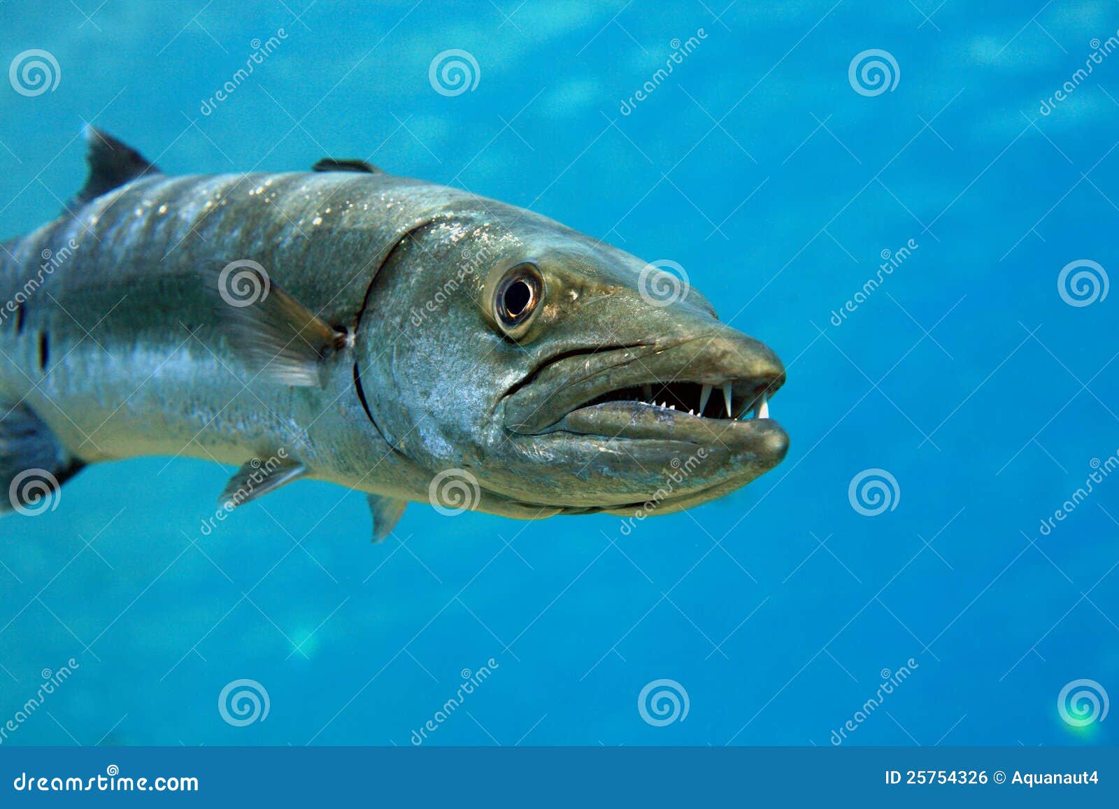 Barracuda stock photo. Image of aquatic, nature, marine - 25754326