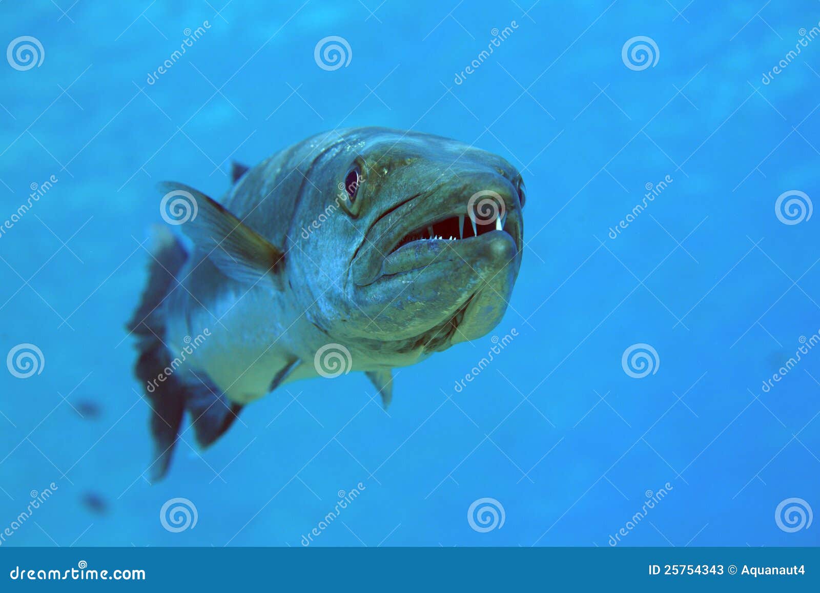 Barracuda stock image. Image of depths, attack, aggression - 25754343