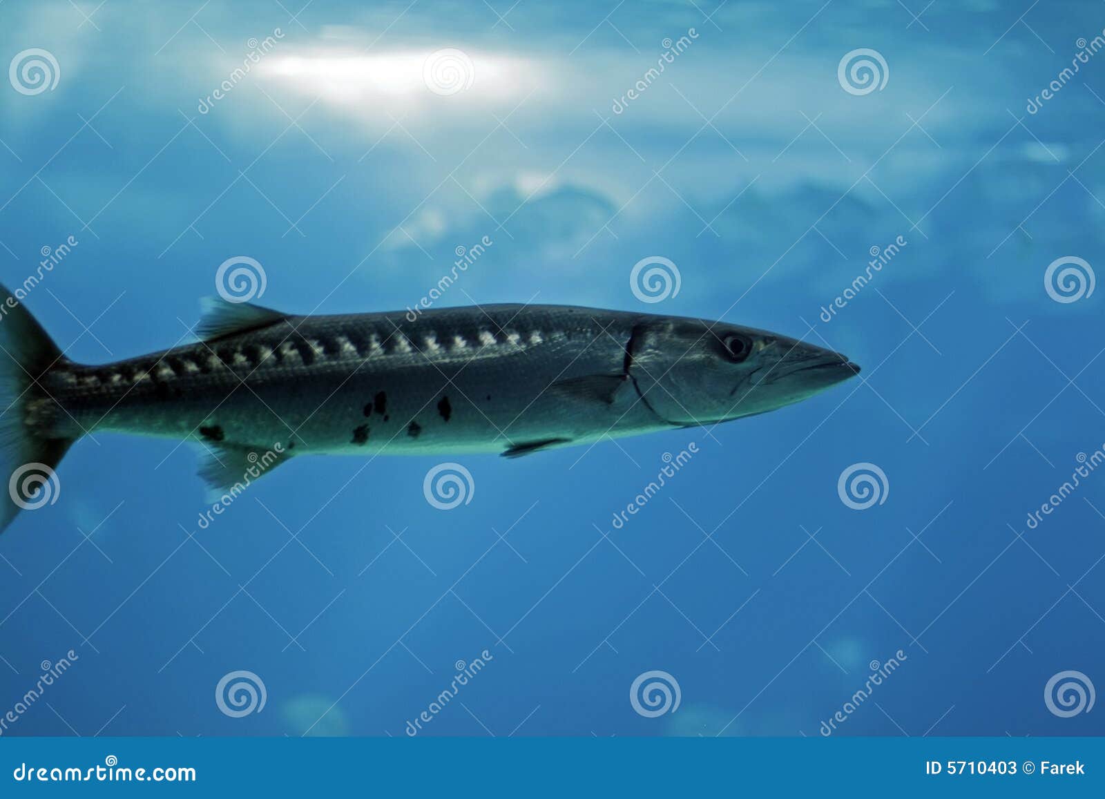 Barracuda stock image. Image of creature, fishes, gluttonous - 5710403
