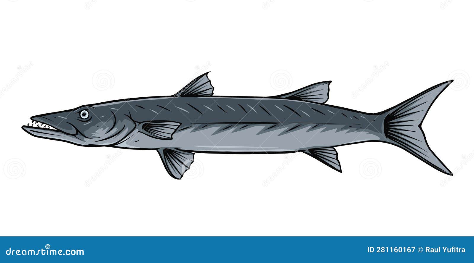 Barracuda stock vector. Illustration of marine, fish - 281160167