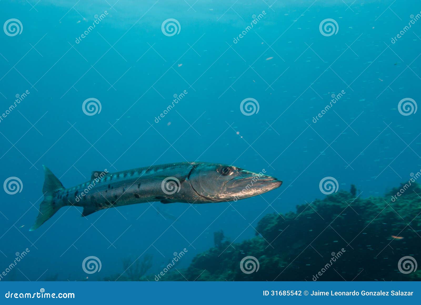 Barracuda stock photo. Image of lagoon, mesoamerican - 31685542