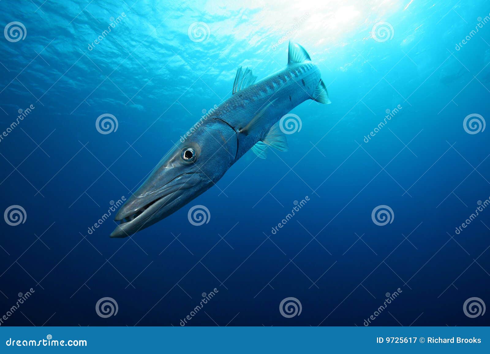 Barracuda in the Blue stock image. Image of blue, adventure - 9725617