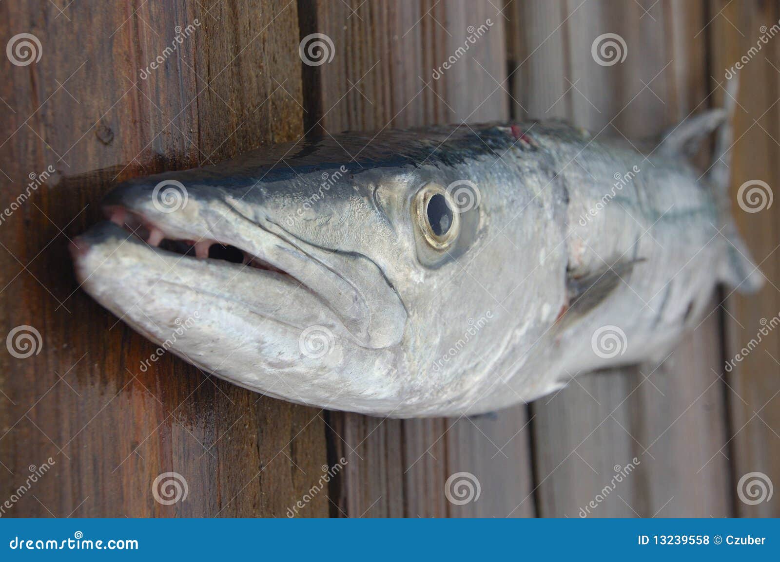 Barracuda closeup stock photo. Image of closeup, hunt - 13239558