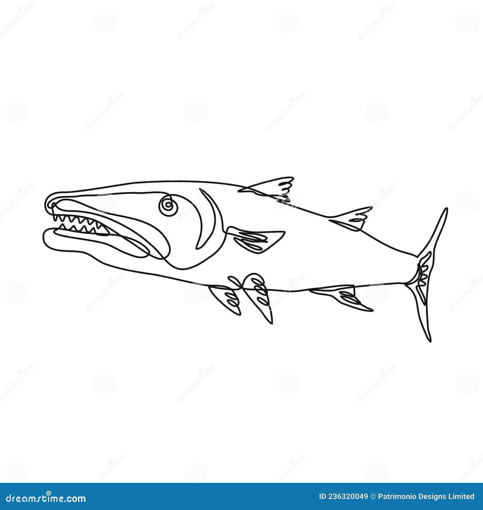 Barracuda or Cuda Predatory Ray-Finned Fish Viewed from Side Continuous ...
