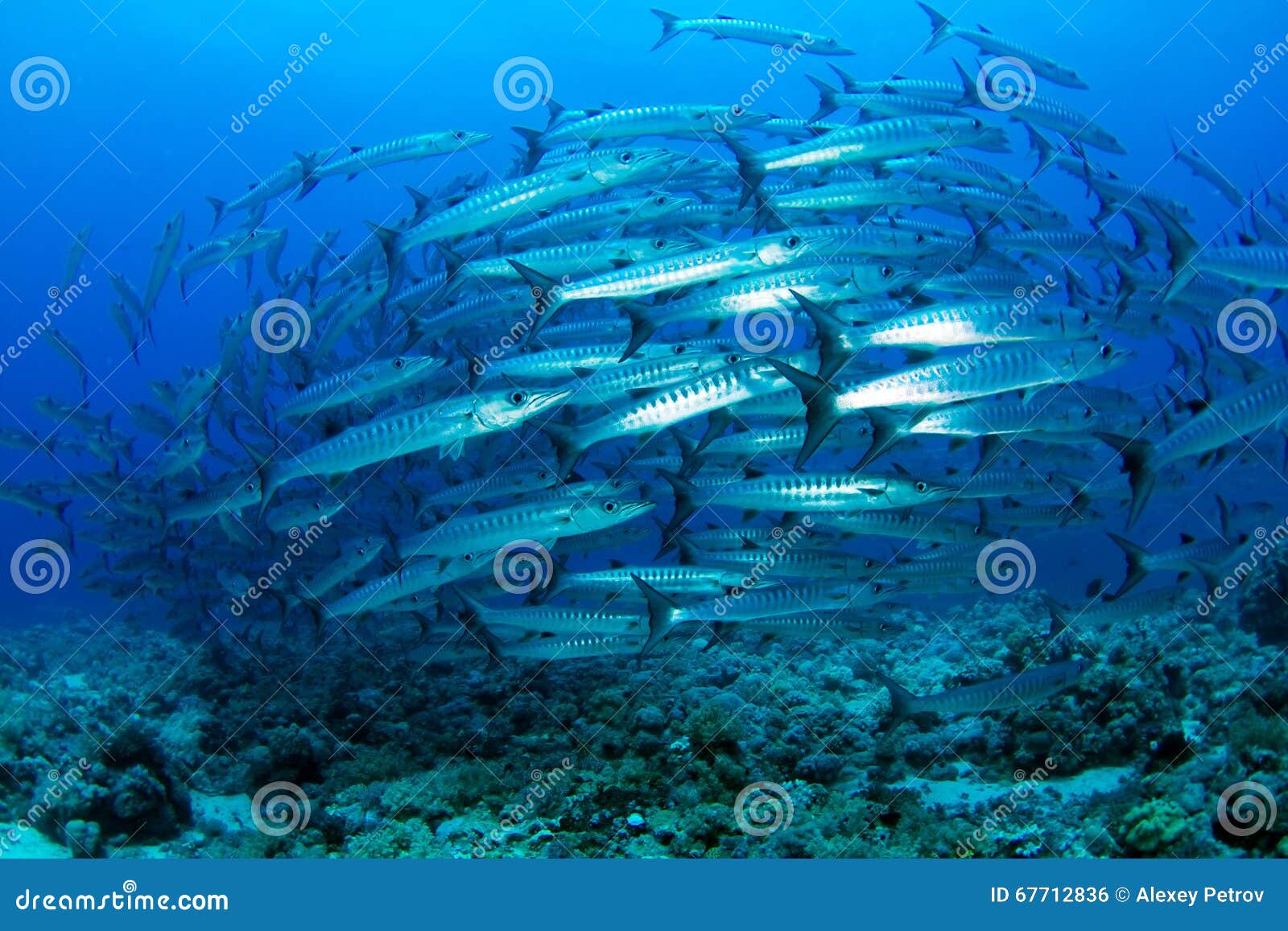 Barracuda in Deep Blue Water Stock Photo - Image of dive, barracudas ...