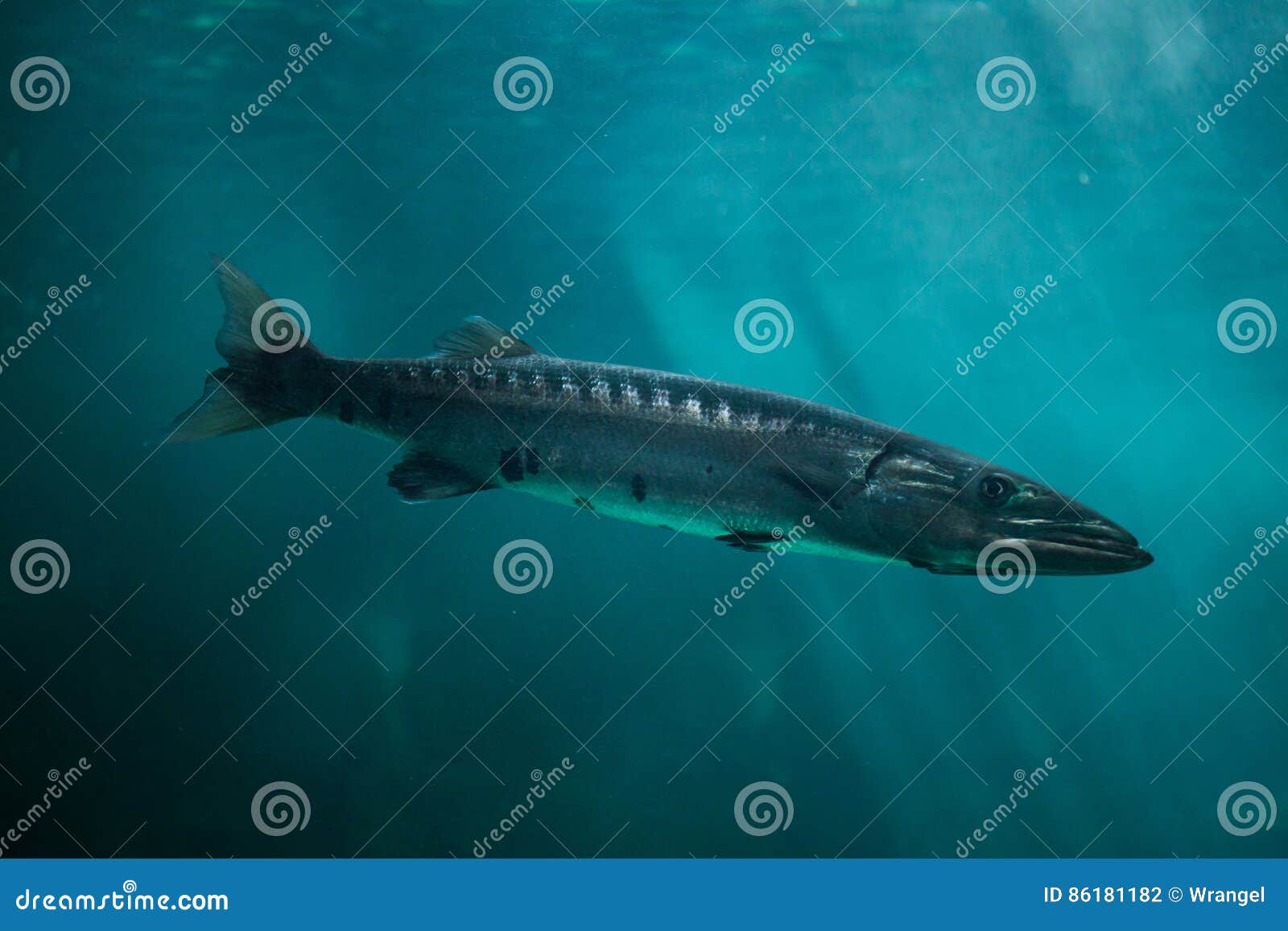 Barracuda Del Sphyraena De La Gran Barracuda Foto de archivo - Imagen ...
