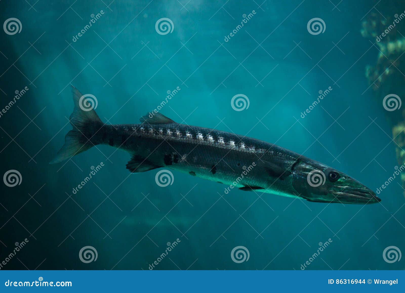 Barracuda Del Sphyraena De La Gran Barracuda Foto de archivo - Imagen ...