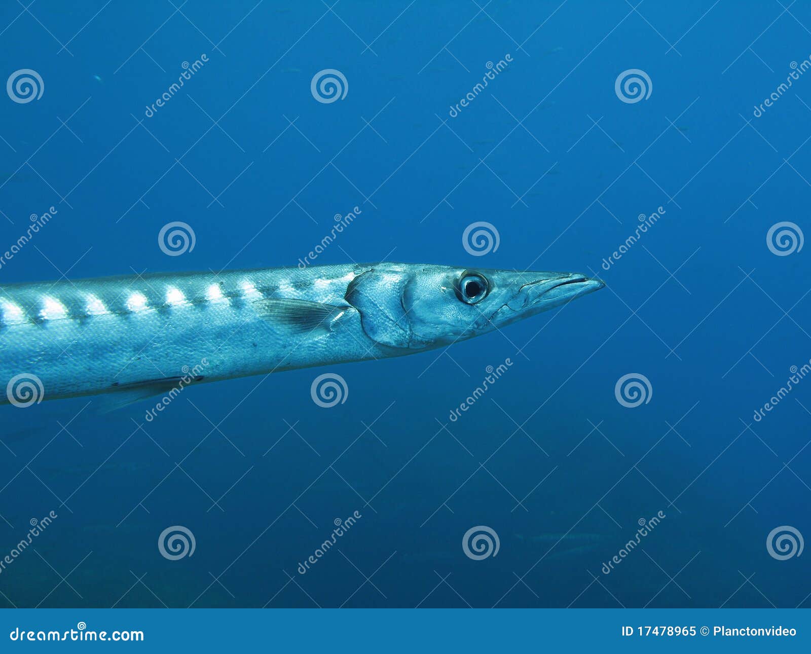 Barracuda Fish Underwater Stock Photography | CartoonDealer.com #41576468