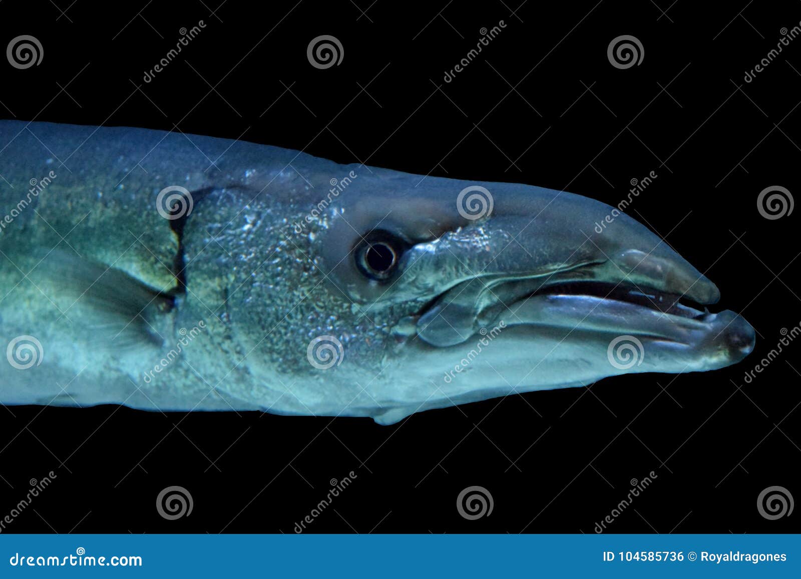 Barracuda Fish on black stock photo. Image of ocean - 104585736