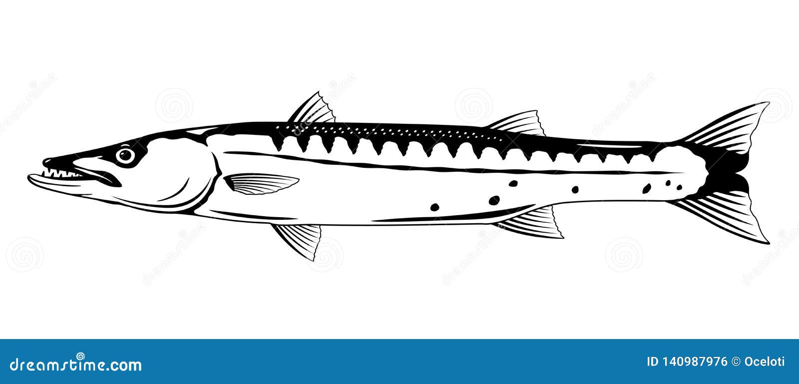 Barracuda Fish Black and White Stock Vector - Illustration of barracuda ...