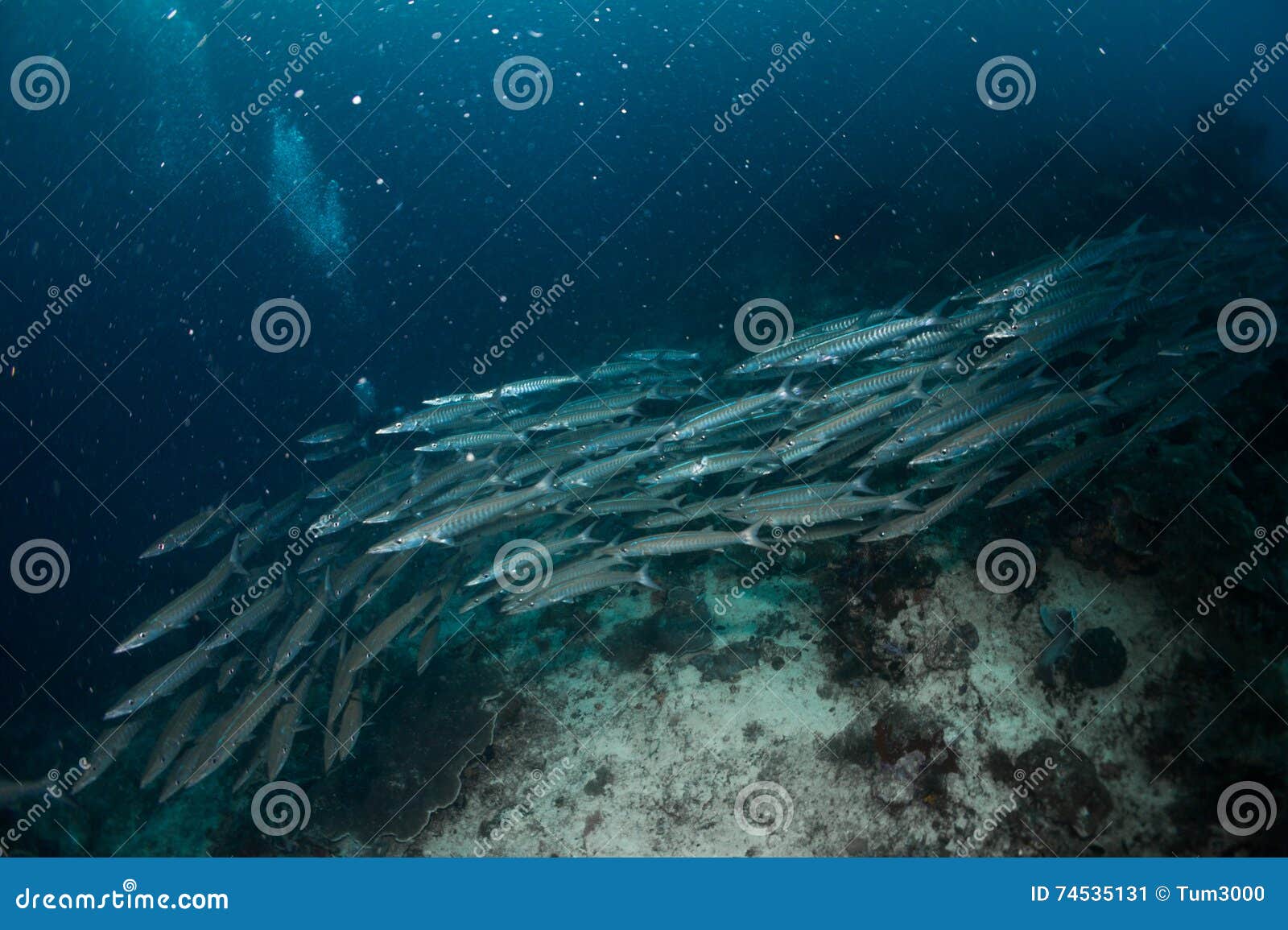 Barracuda Fish stock image. Image of baracuda, water - 74535131
