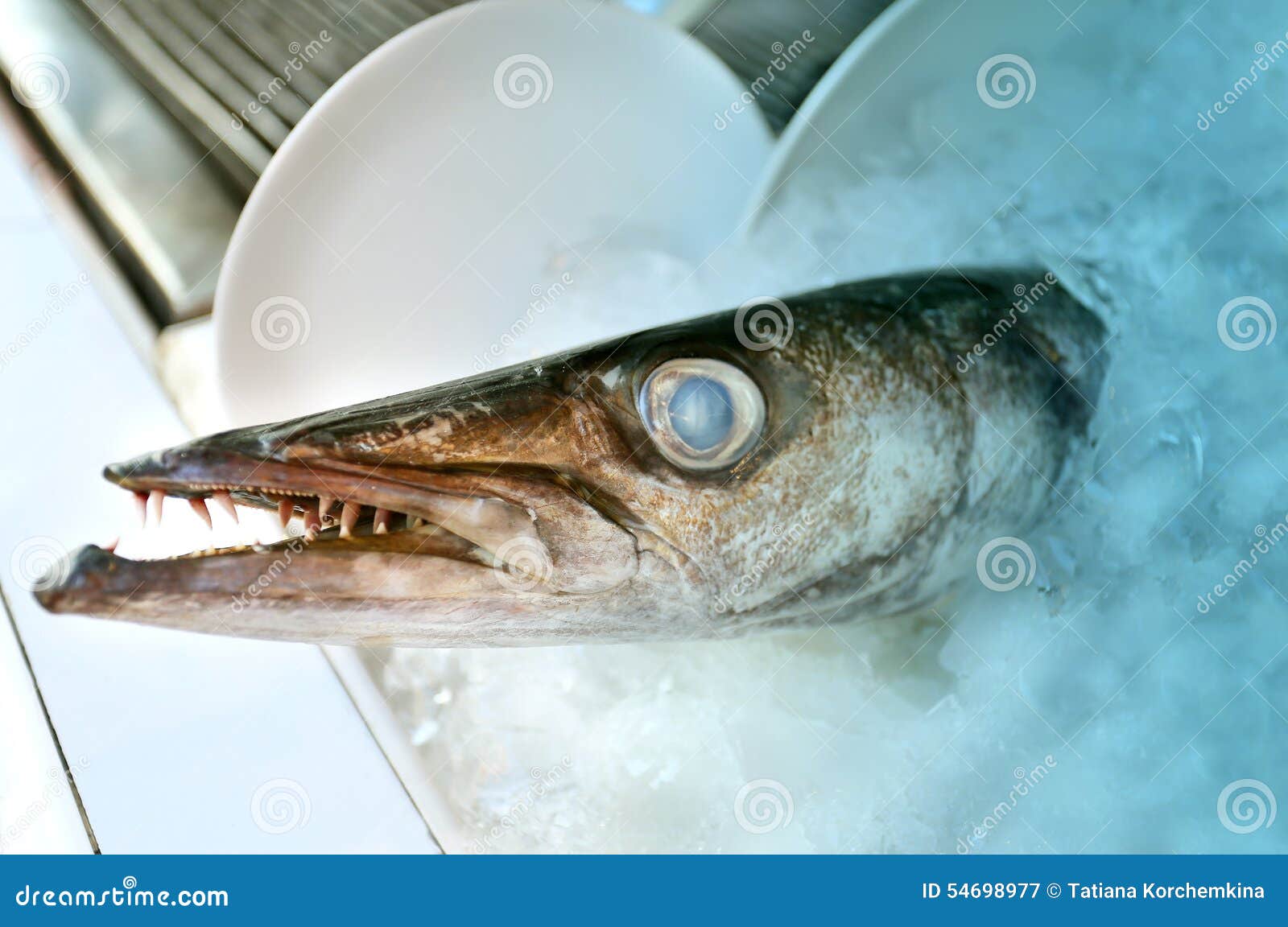 Barracuda fish head stock image. Image of bite, horizontal - 54698977
