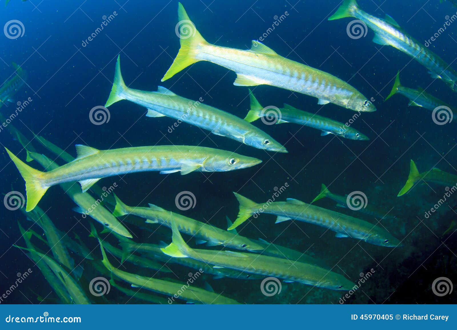 Barracuda fish stock image. Image of barracuda, malaysia - 45970405