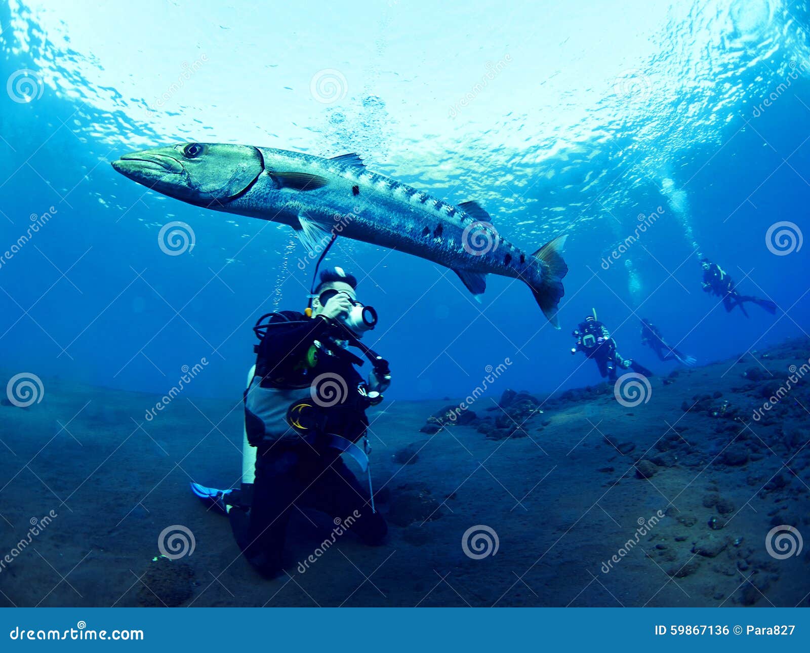 Barracuda fish editorial photo. Image of bali, clownfish - 59867136