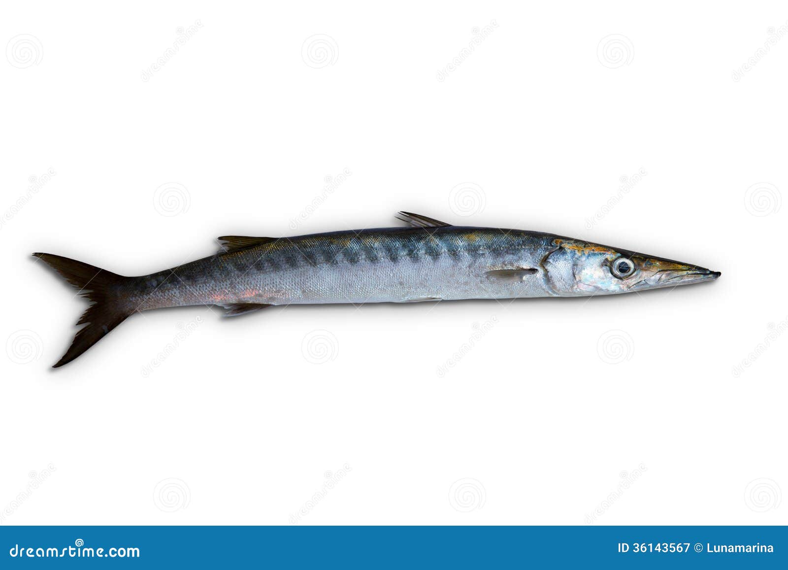 Barracuda Fish Sphyraena Isolated on White Stock Image - Image of catch ...