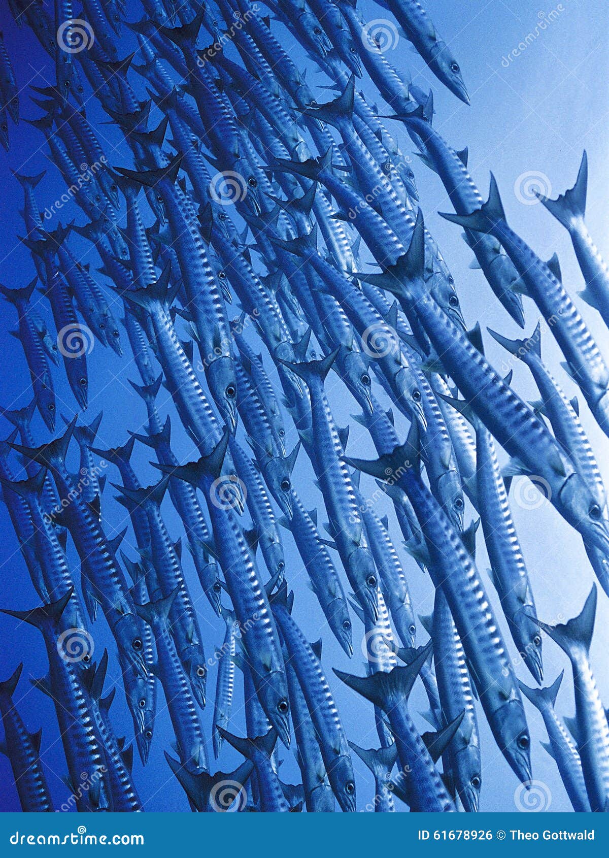 Barracuda fish swarm stock photo. Image of swimming, clear - 61678926