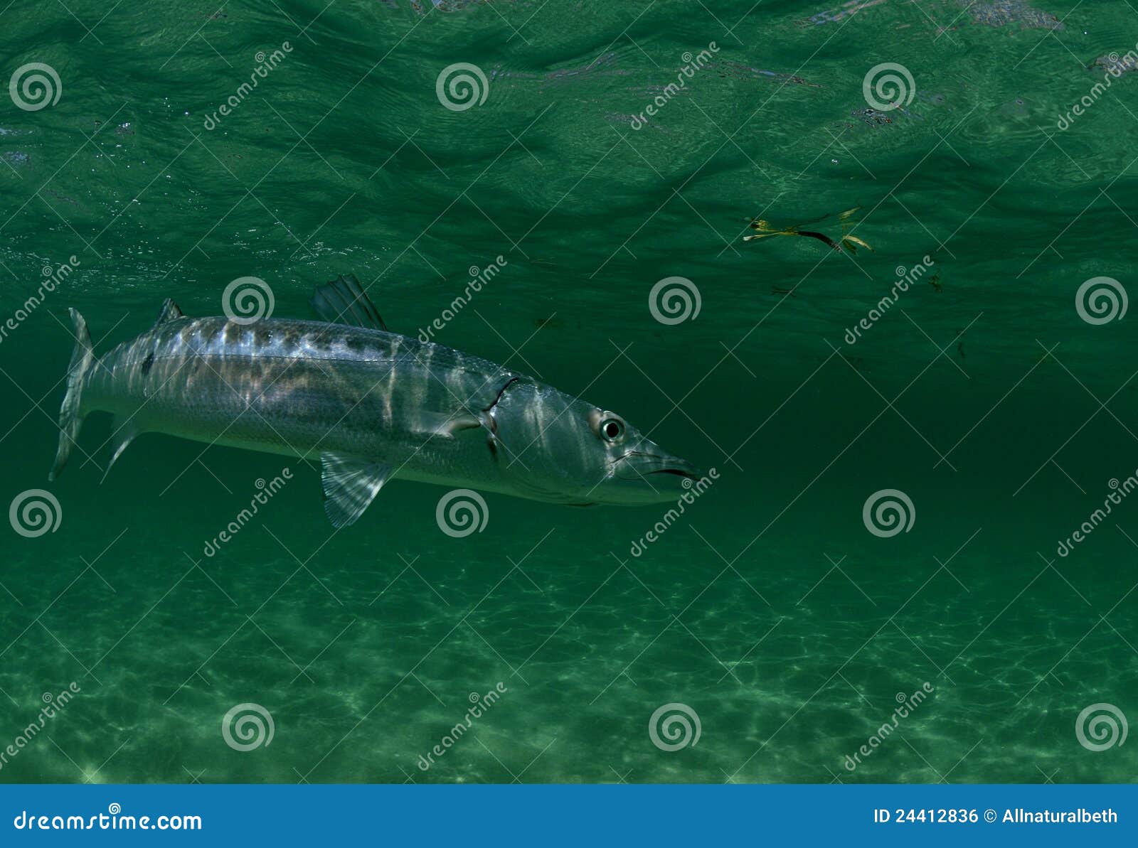 Barracuda Fish Swimming in Ocean Stock Photo - Image of marine, blue ...