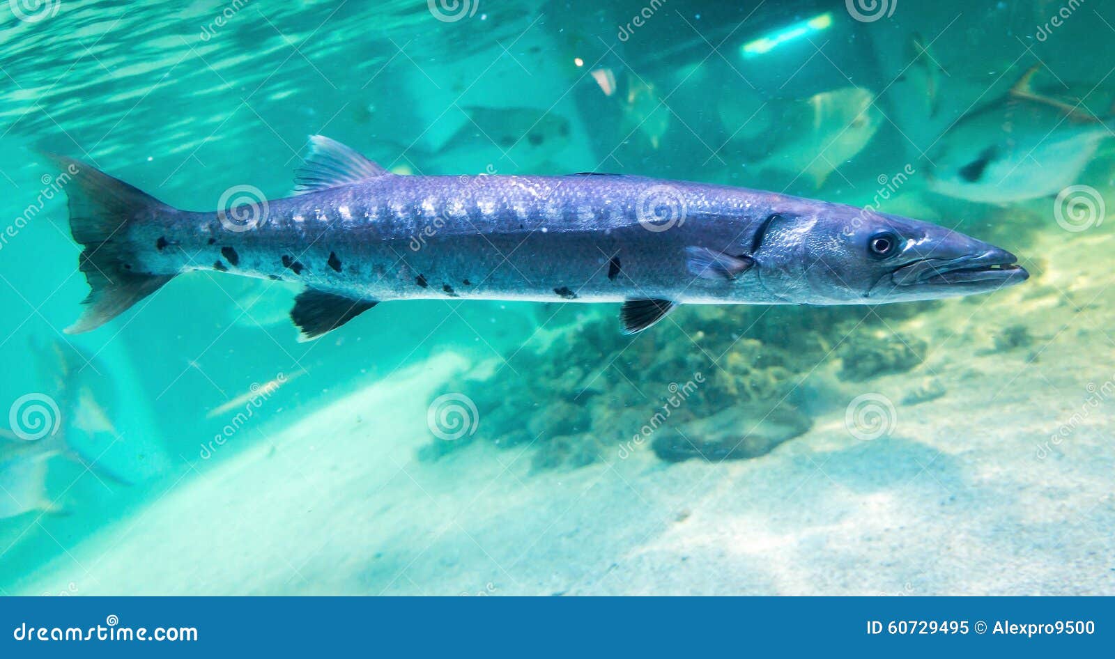 Barracuda fish stock image. Image of indonesia, beauty - 60729495