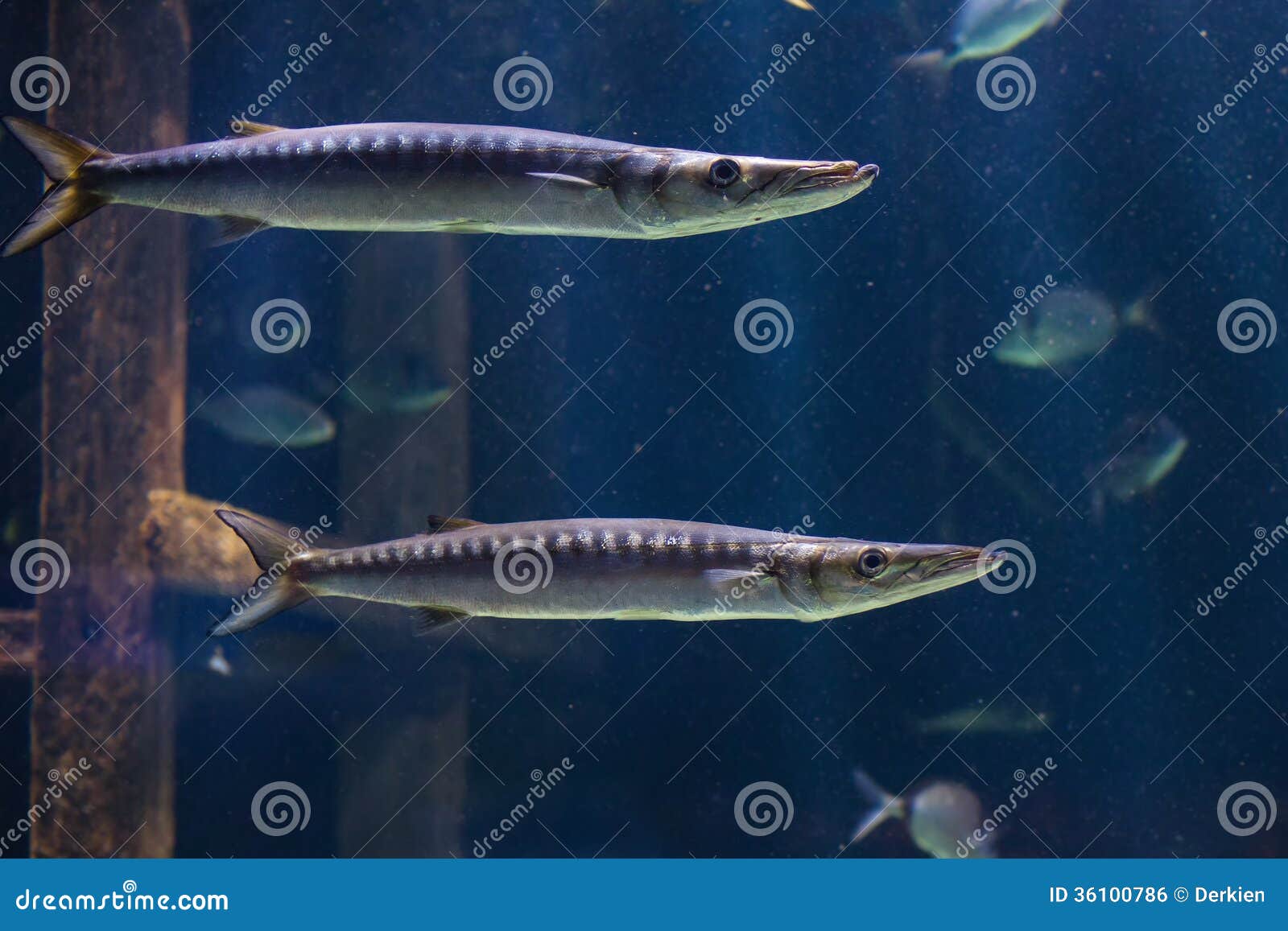 Barracuda fish stock photo. Image of cold, saltwater - 36100786