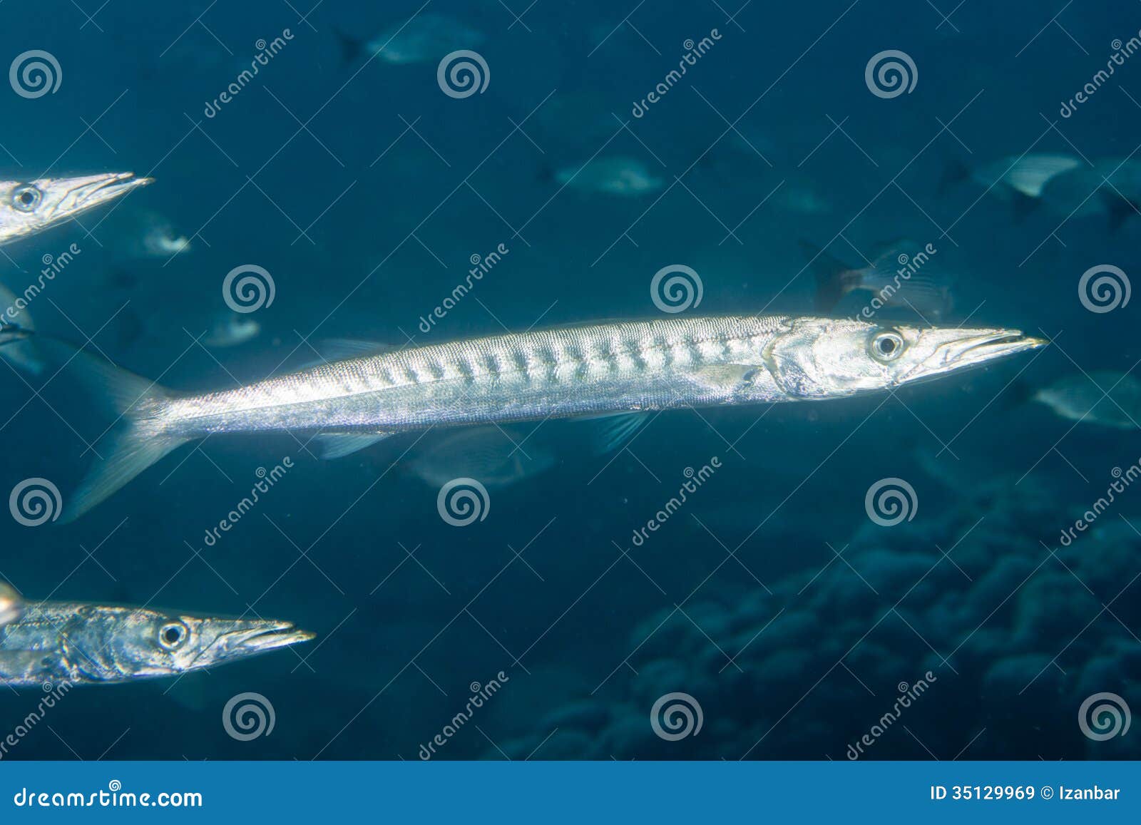 Barracuda Fish underwater stock image. Image of pipe - 35129969
