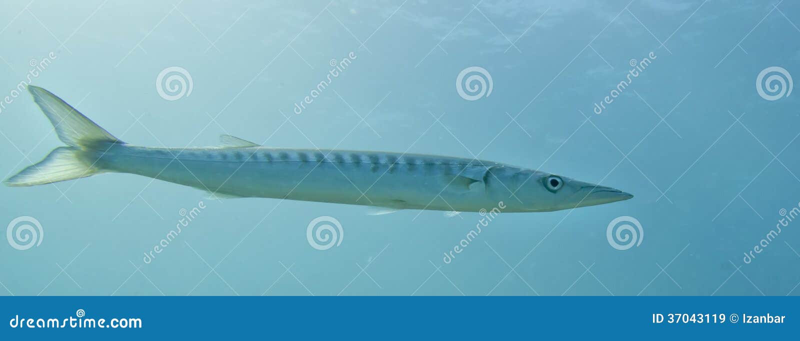 Barracuda Fish underwater stock image. Image of predator - 37043119