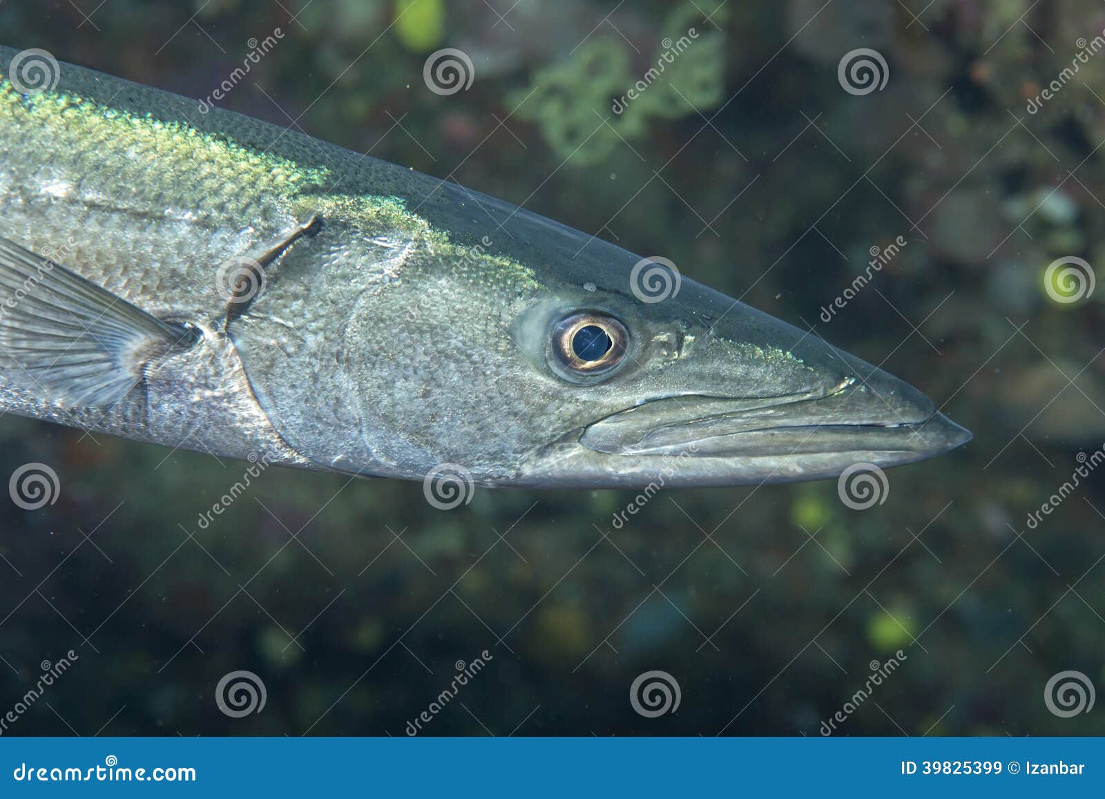 Barracuda Fish underwater stock image. Image of fish - 39825399