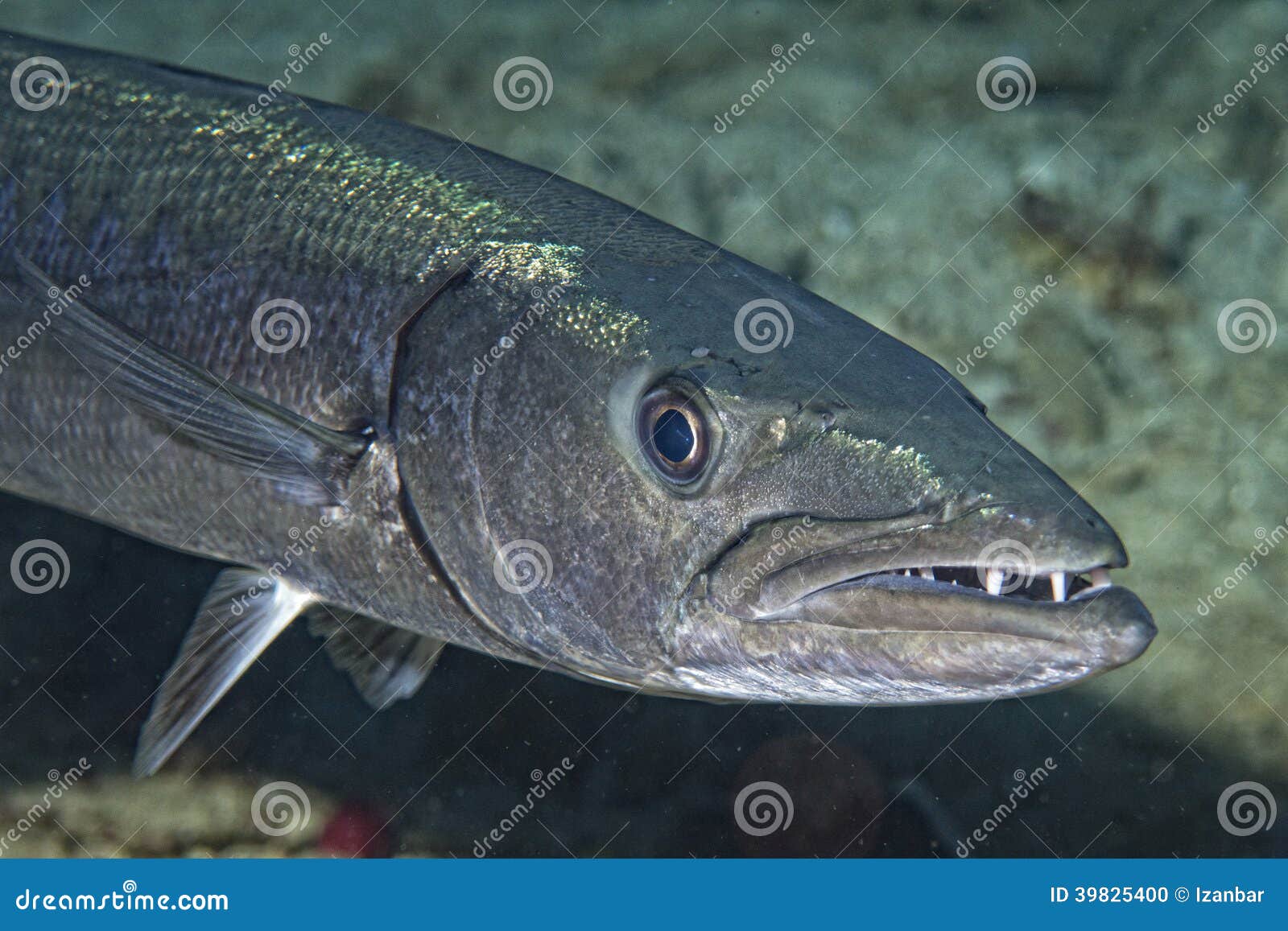 Barracuda Fish underwater stock photo. Image of silver - 39825400