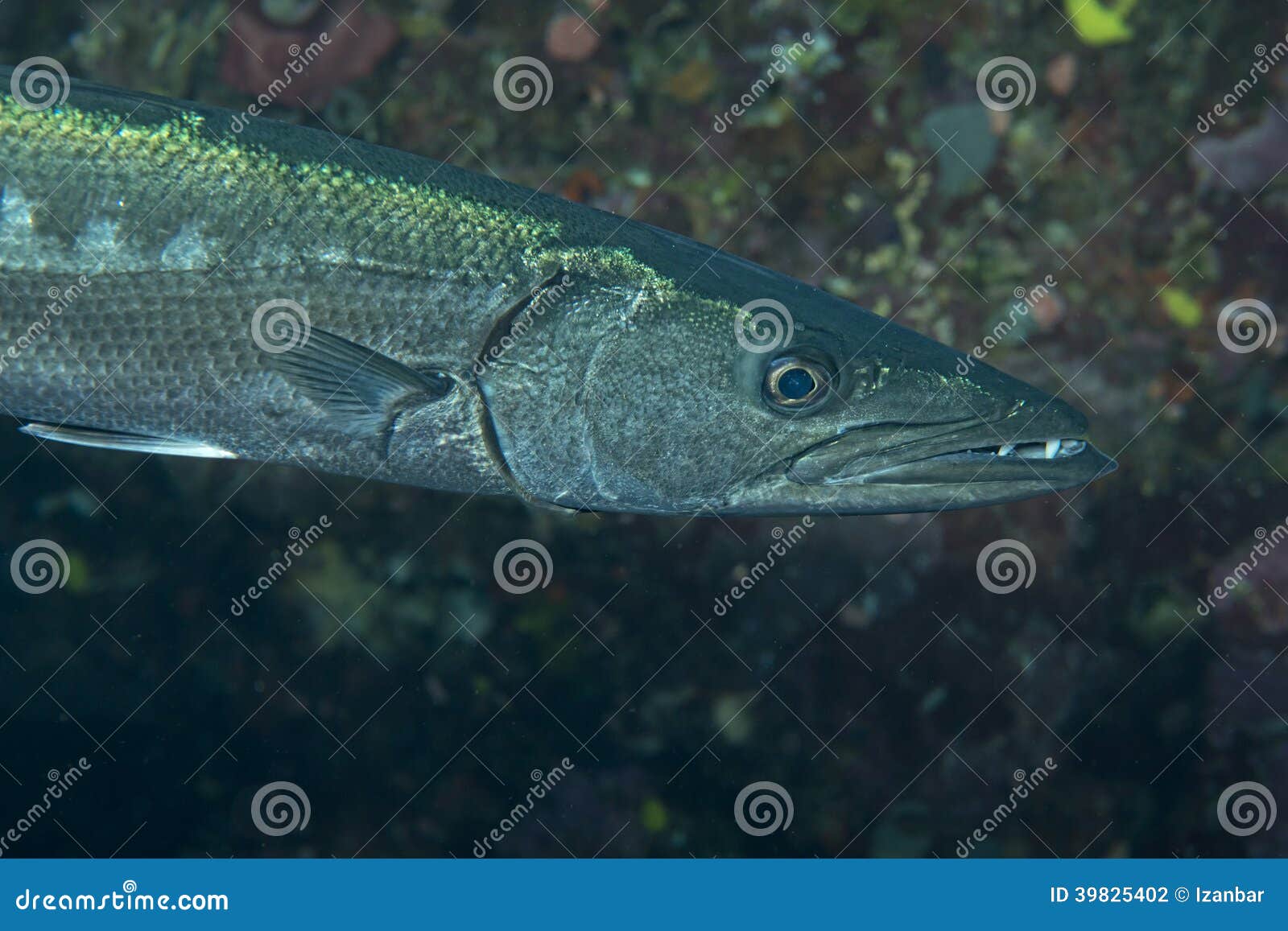 1,619 Barracuda Fish Photos - Free & Royalty-Free Stock Photos from ...