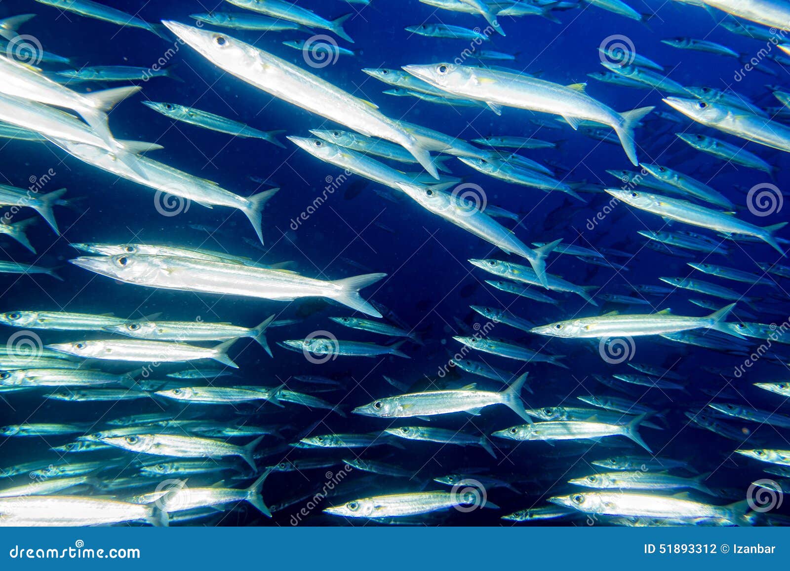 Barracuda Fish underwater stock photo. Image of silver - 51893312
