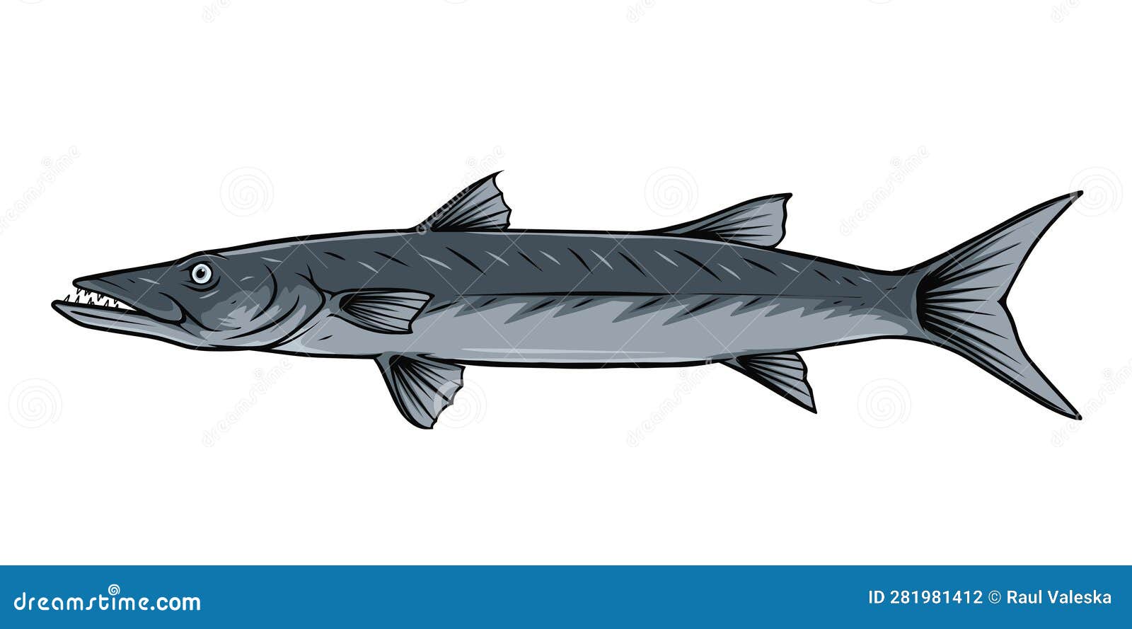 Barracuda Fish Vector Illustration Stock Vector - Illustration of food ...