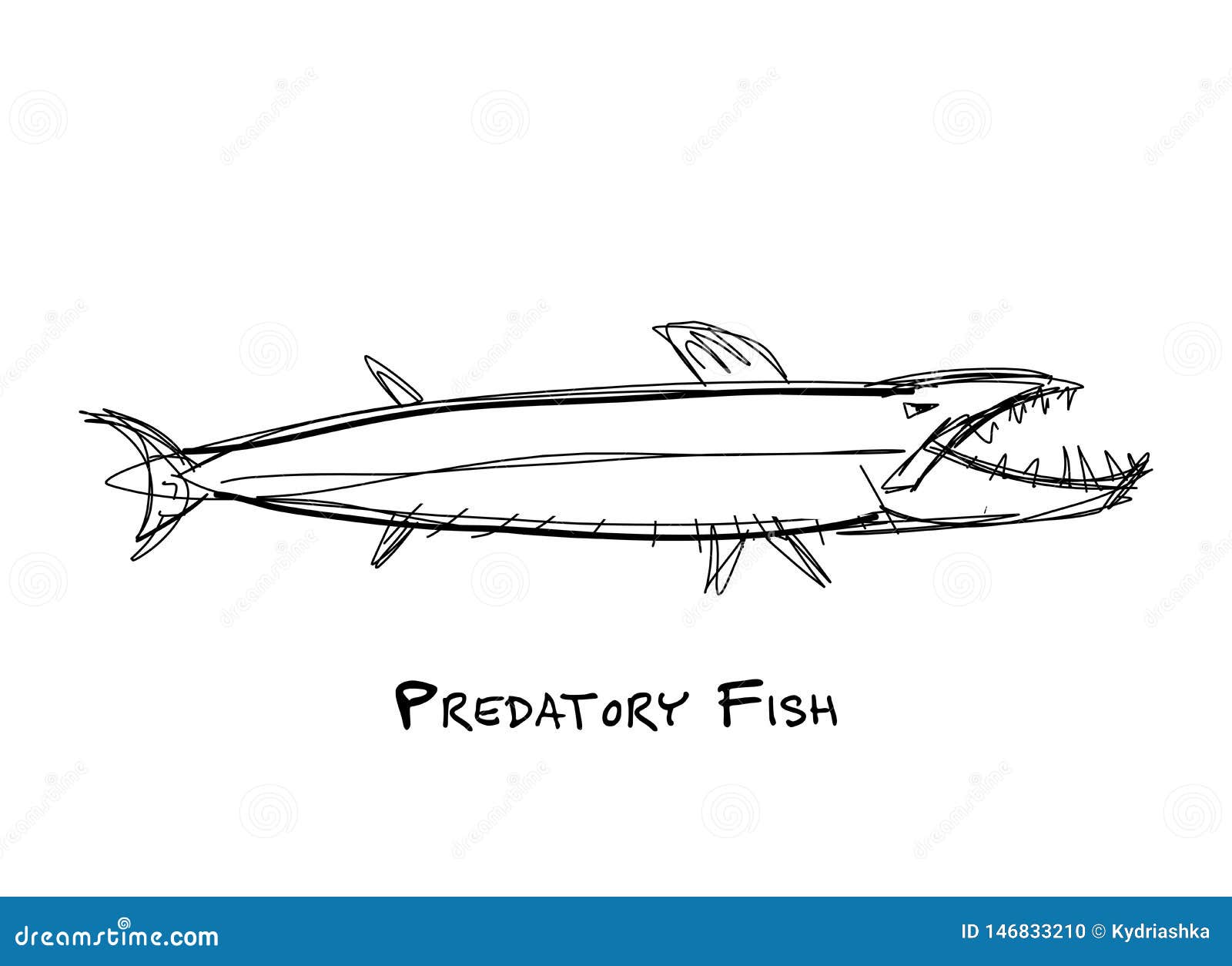 Barracuda Fish for Your Design Stock Vector - Illustration of ocean ...
