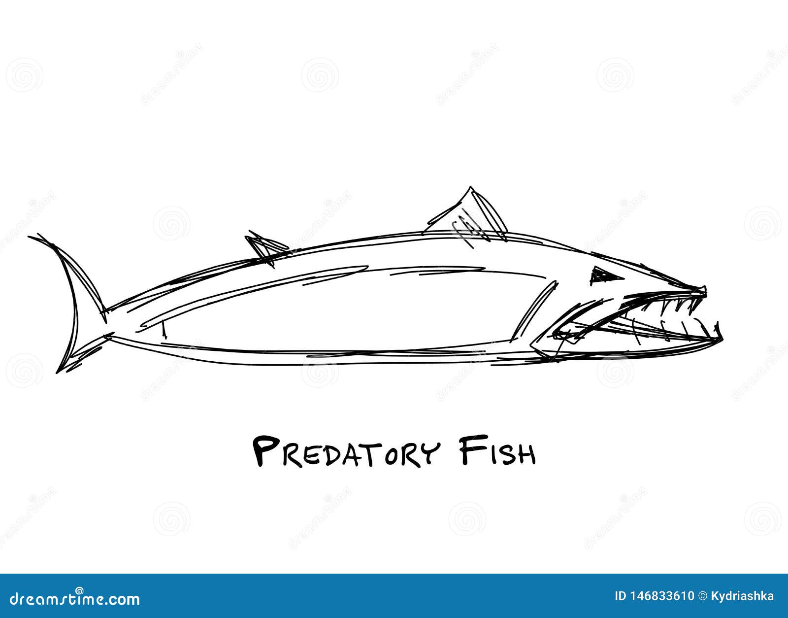 Barracuda Fish for Your Design Stock Vector - Illustration of drawing ...