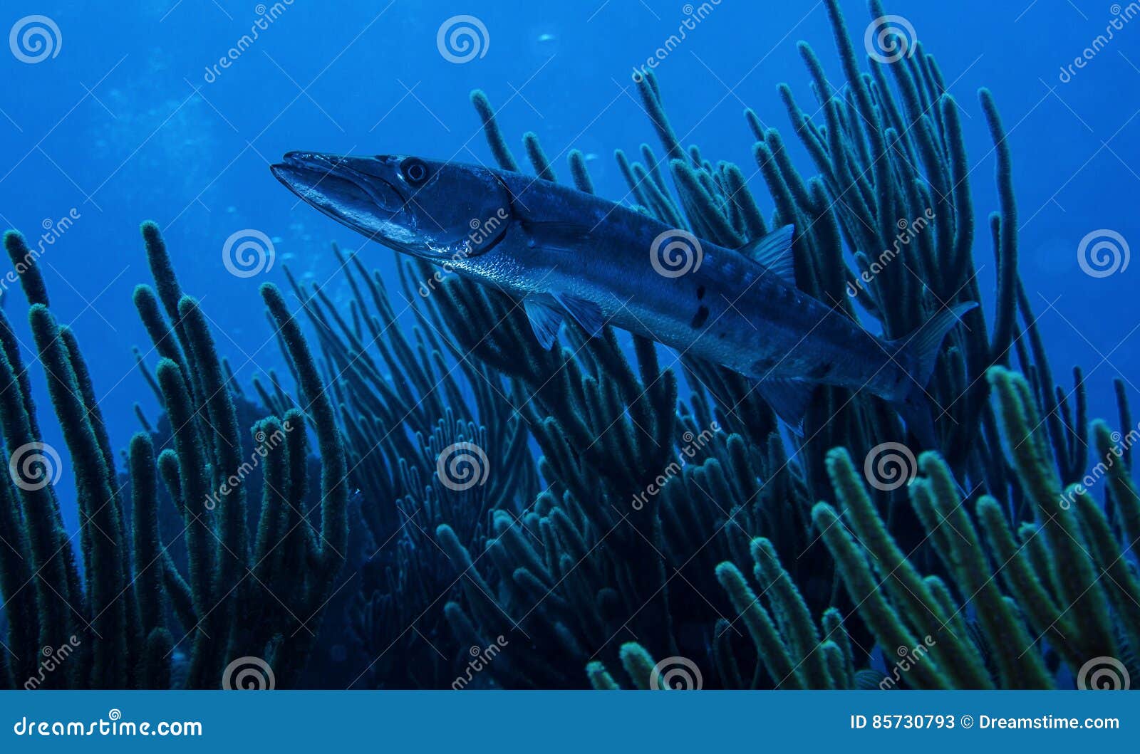 Barracuda stock image. Image of preditor, coral, great - 85730793