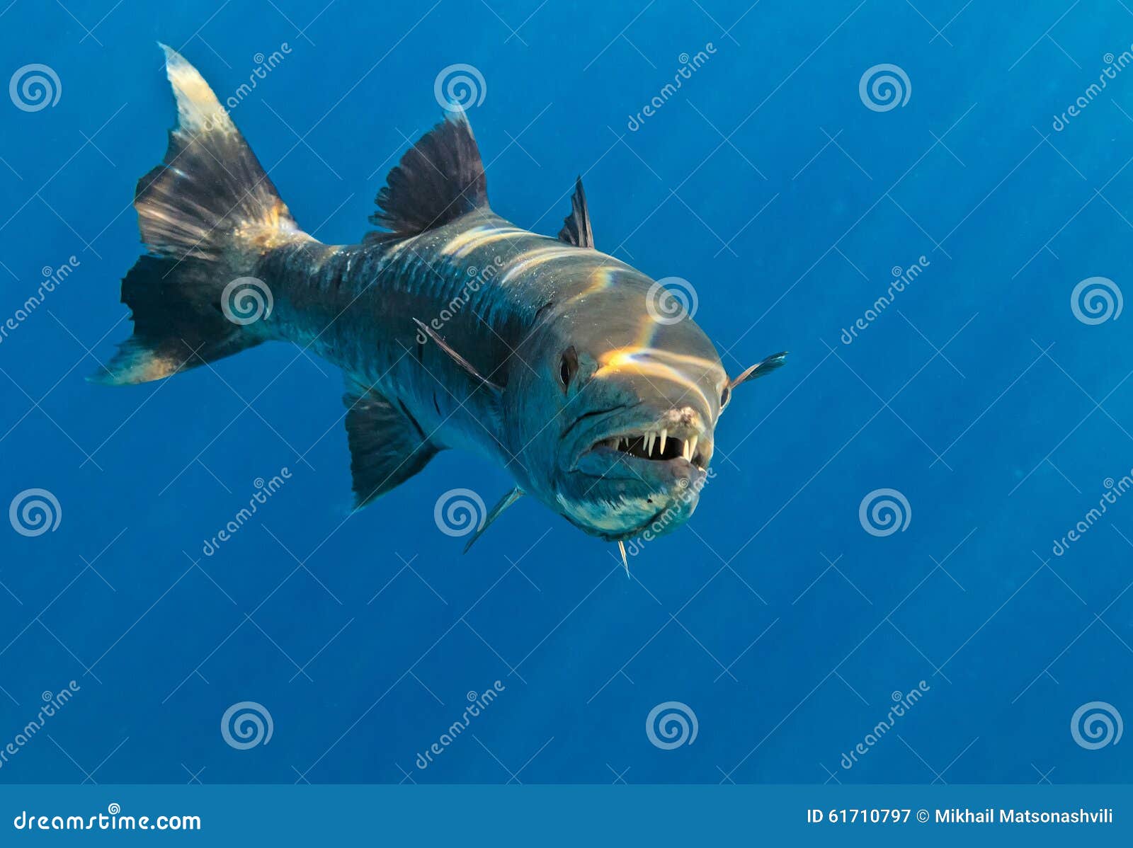Barracuda stock image. Image of genie, attack, blue, fish - 61710797